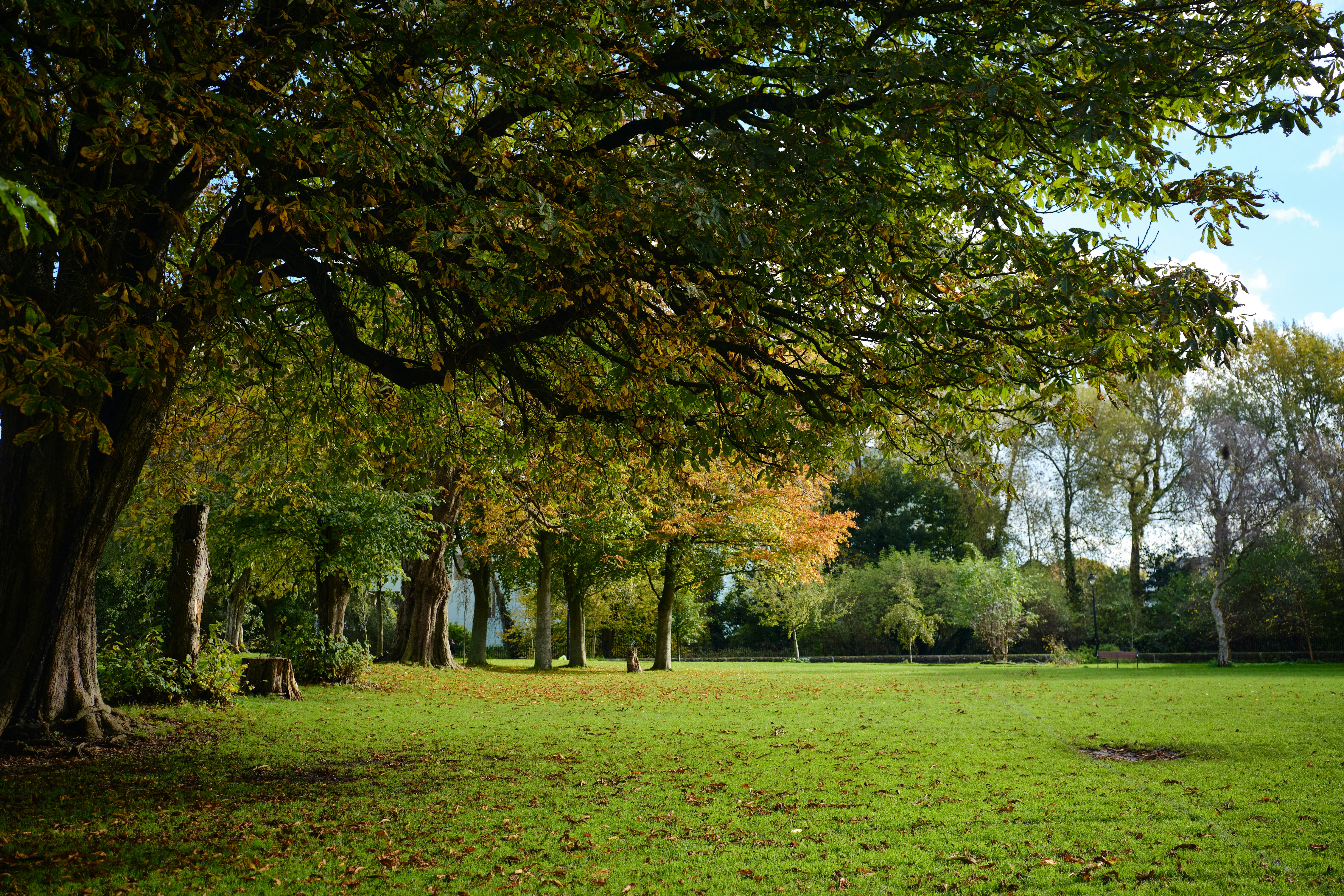 Lush green field bordered by trees with golden autumn leaves under a clear blue sky.