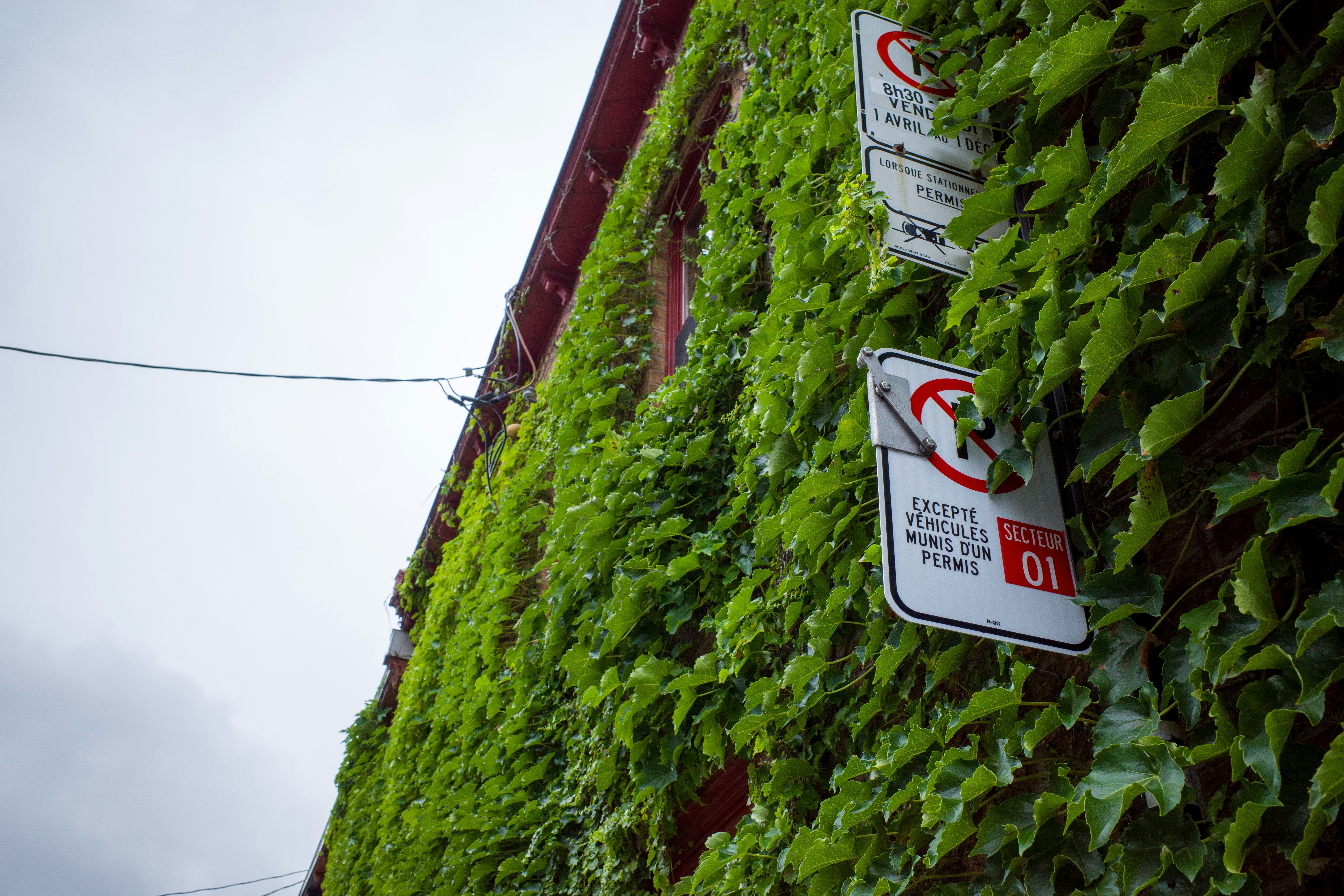 Vine-Wrapped Facade with Street Signs: A Quiet Moment in Urban Light