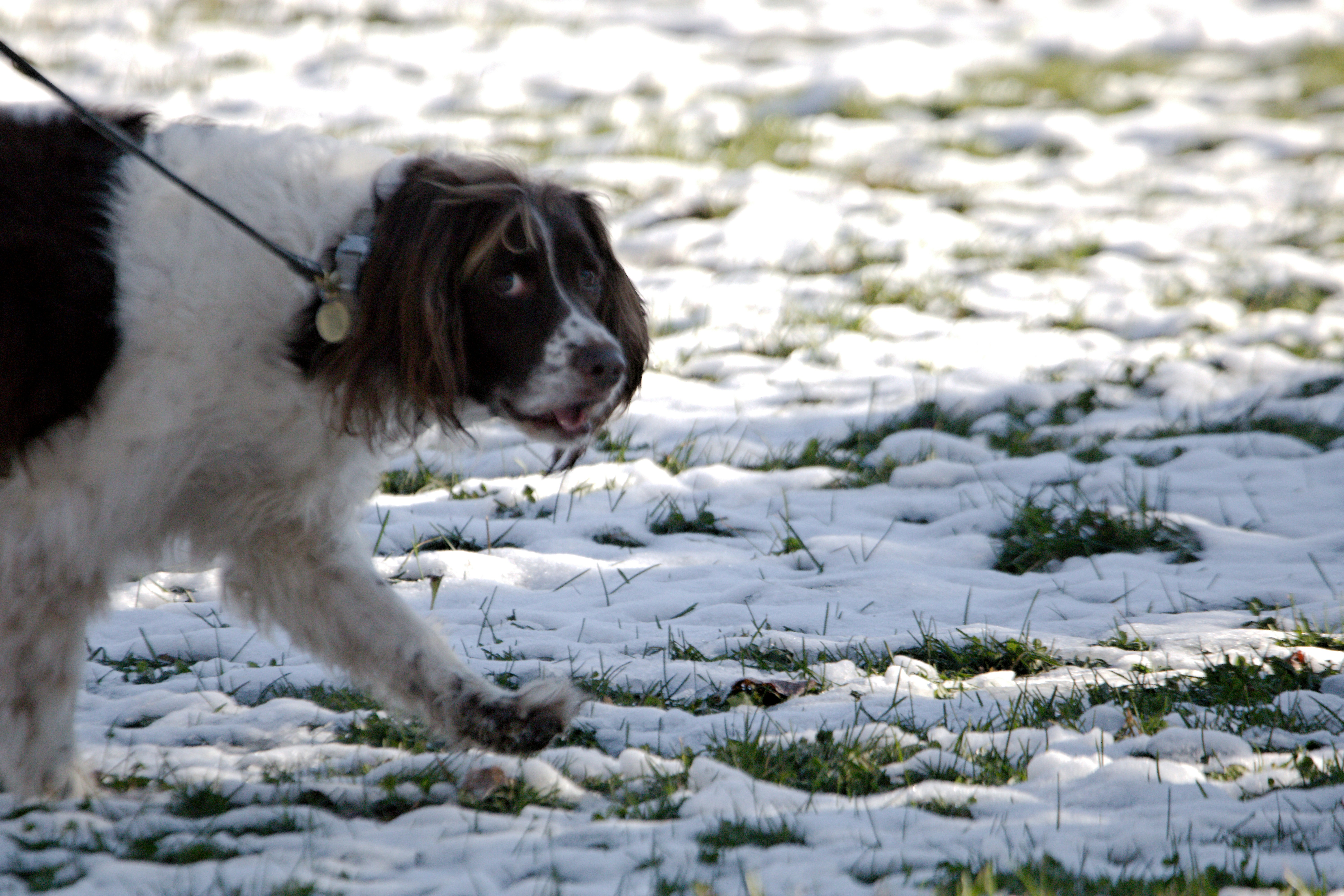 Dog on a leash walking through a snowy field with patches of grass.