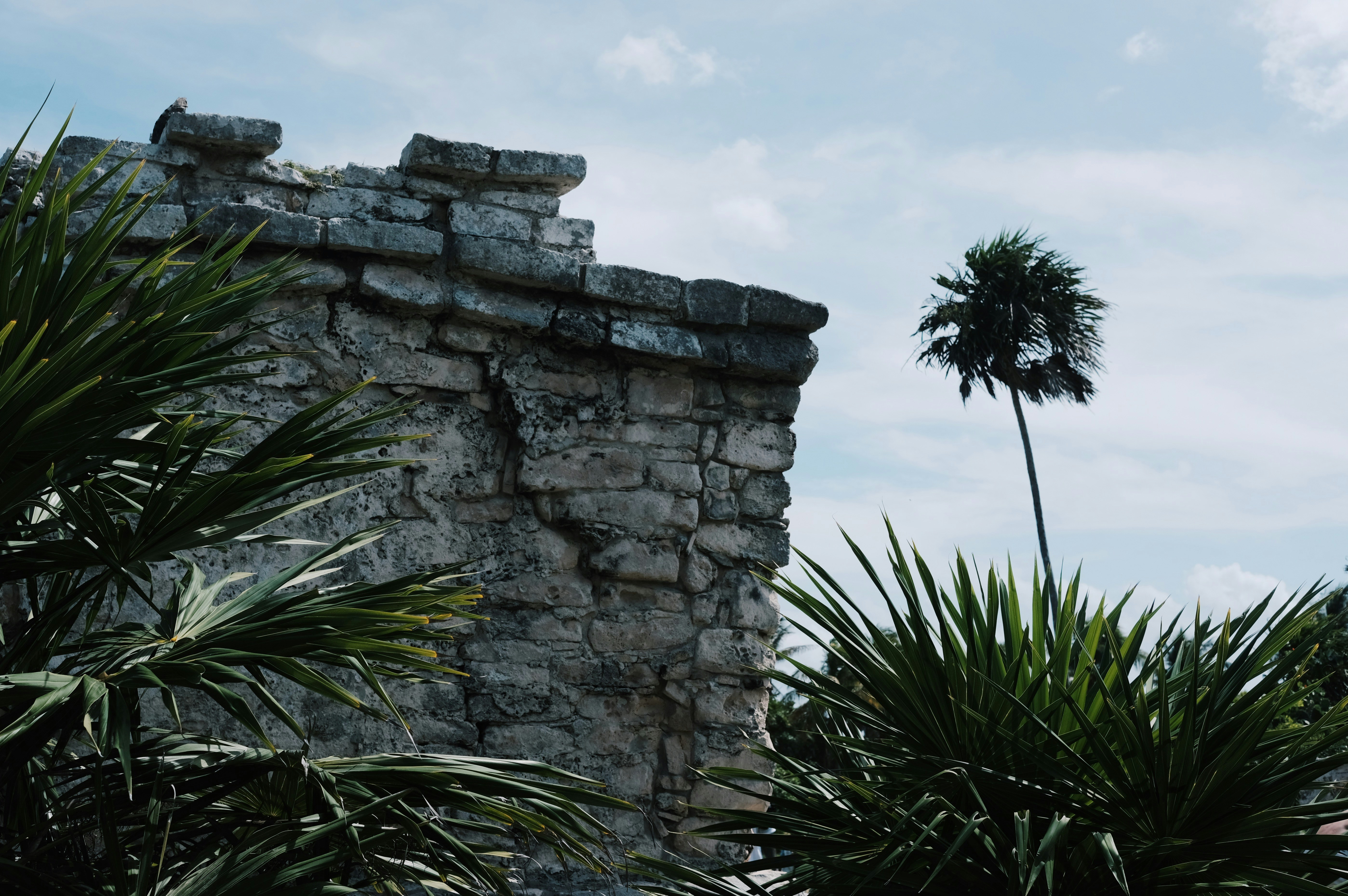 Lone Palmetto Sentinel Over a Weathered Stone Wall