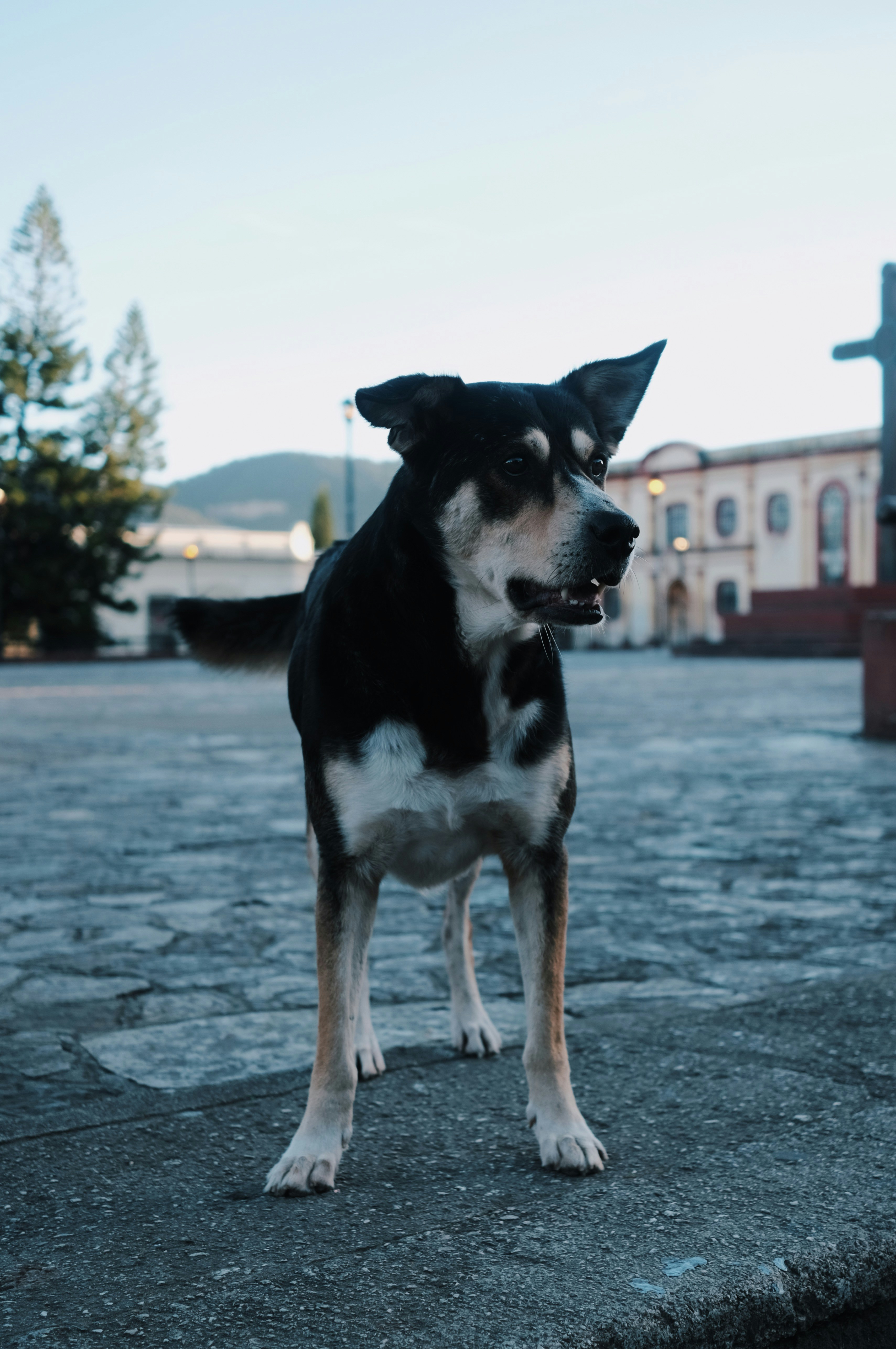 Stone-Plaza Sentinel: A Hound Pauses Before Time