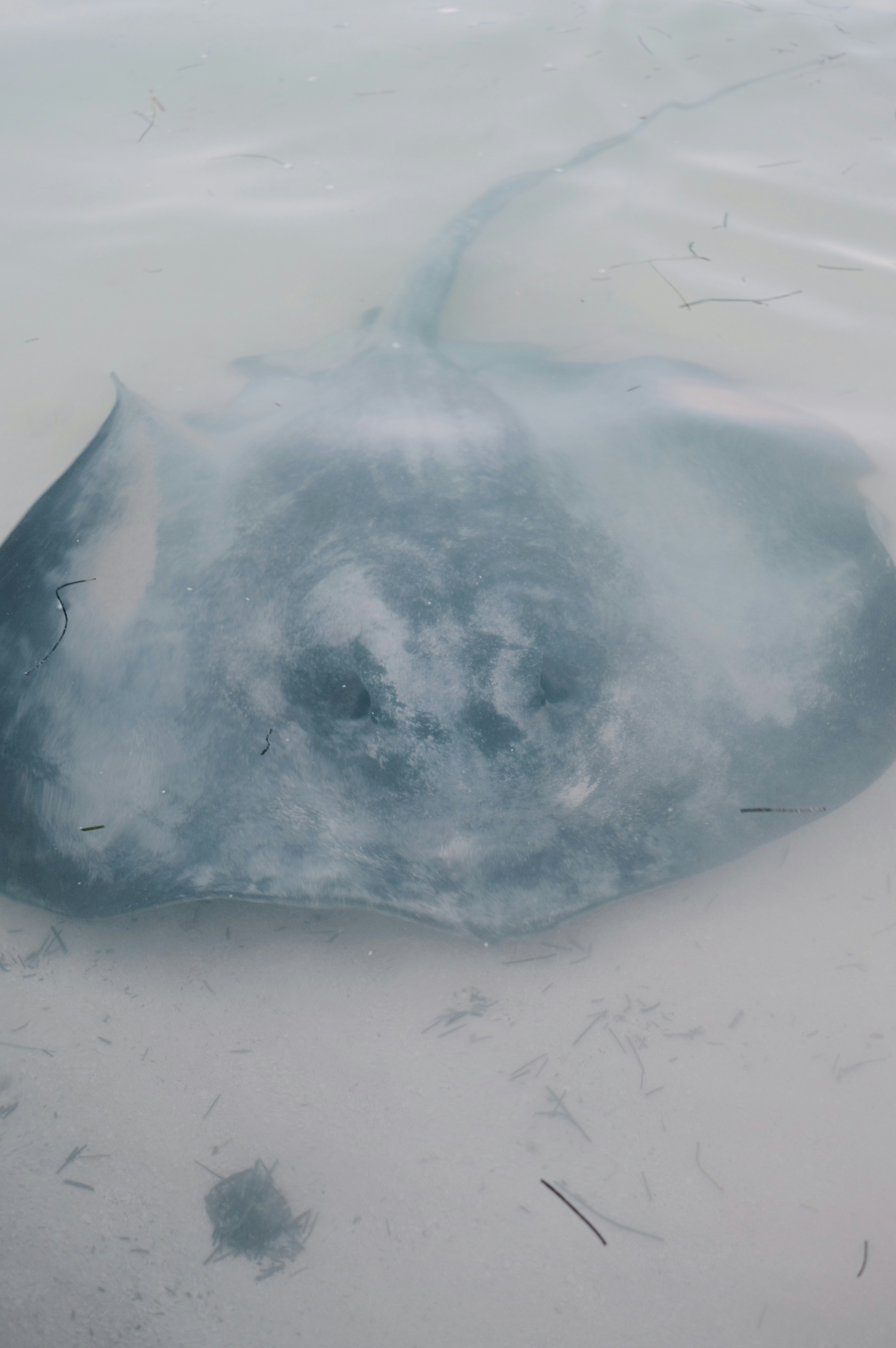 A large gray object floating on top of a body of water photo – Free ...
