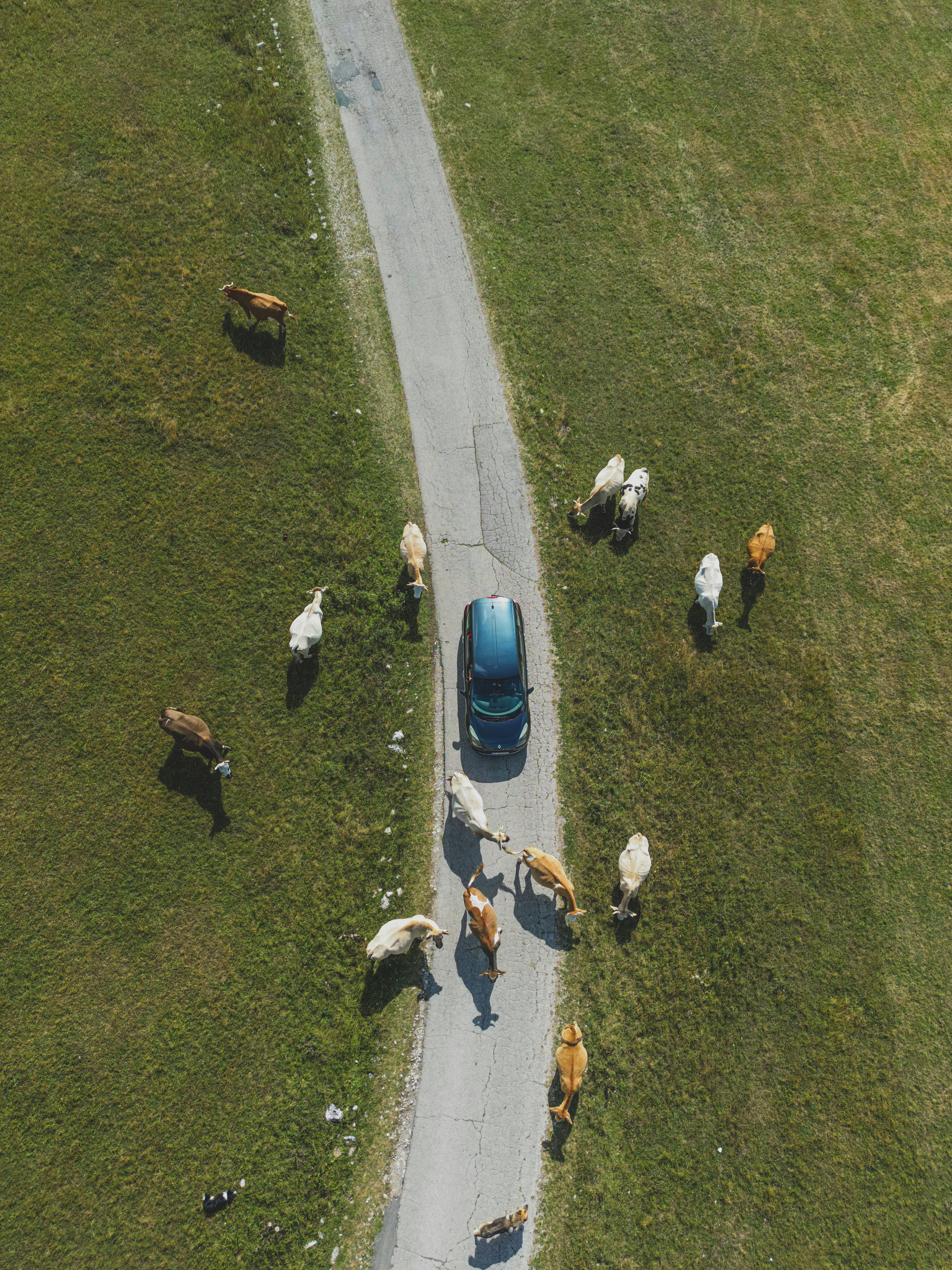 Blue sedan threads a narrow country lane as grazing cows populate the verge