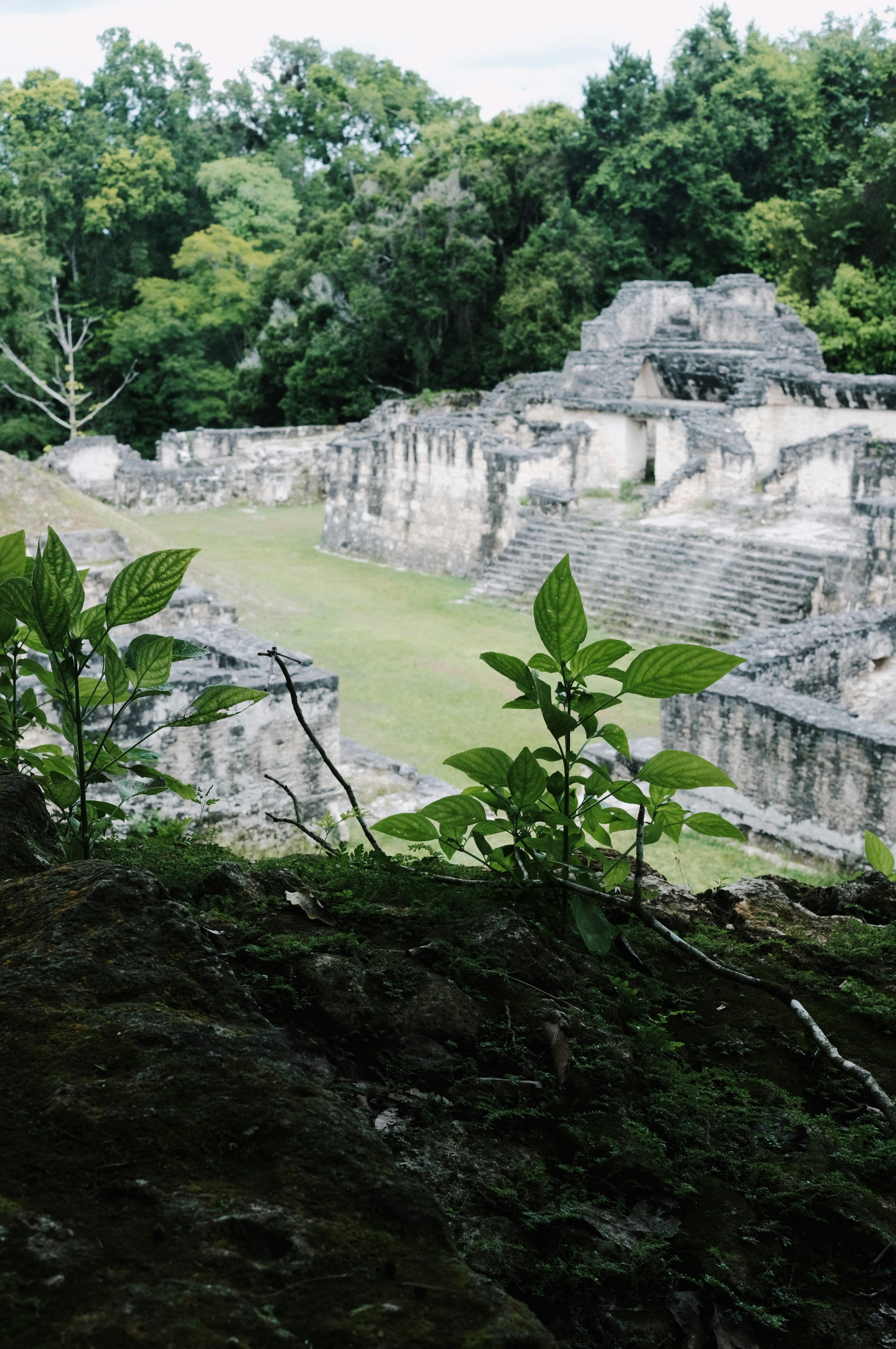 A view of the ruins of the ancient city of palen photo – Free Tikal ...