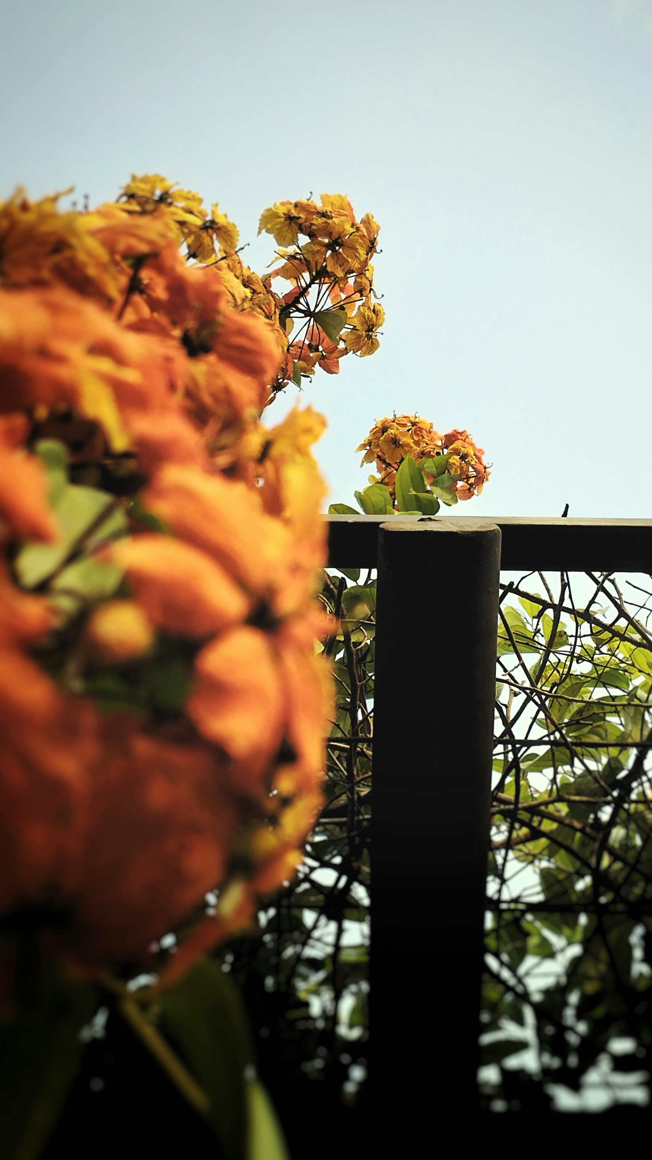 Orange flowers in focus with a blurred background of a fence and clear blue sky.