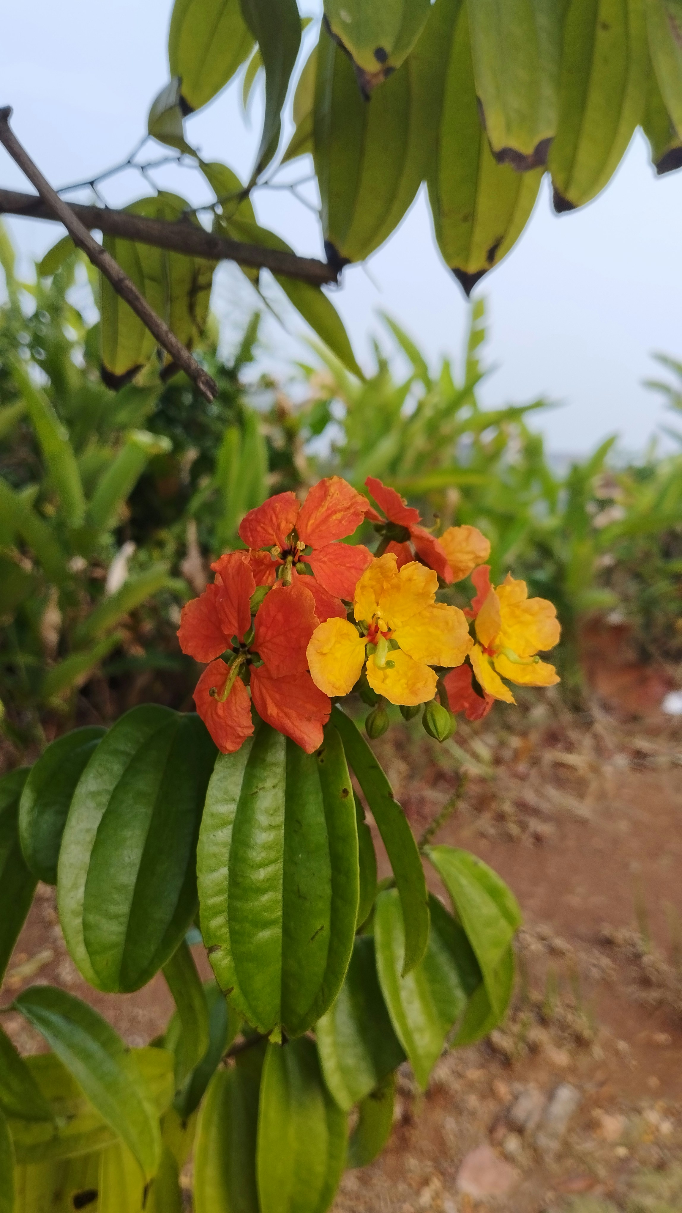 Vivid cluster of orange and yellow blooms framed by glossy green leaves