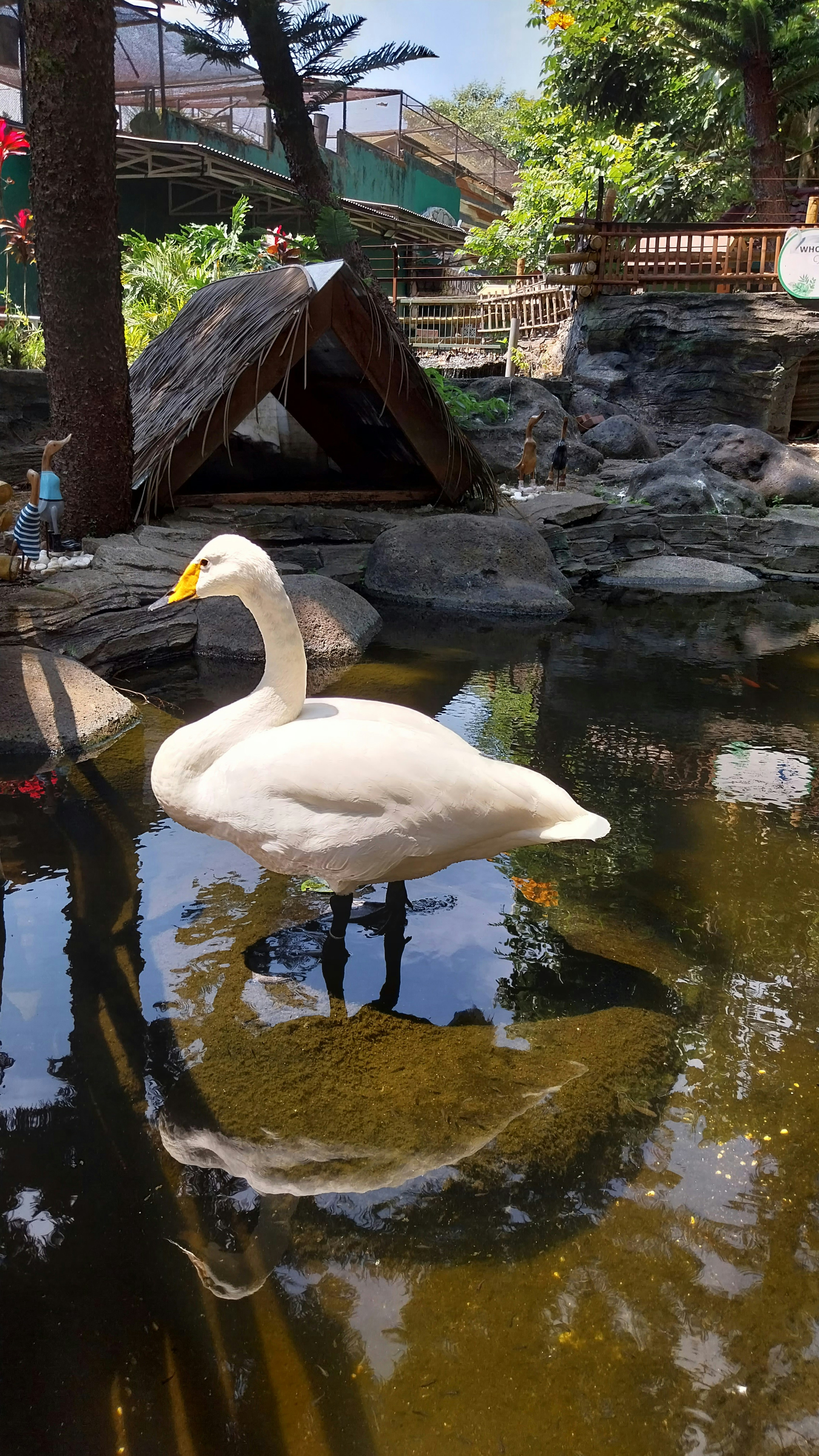 White Swan at the Water’s Edge: A Quiet Zoo Pond Portrait