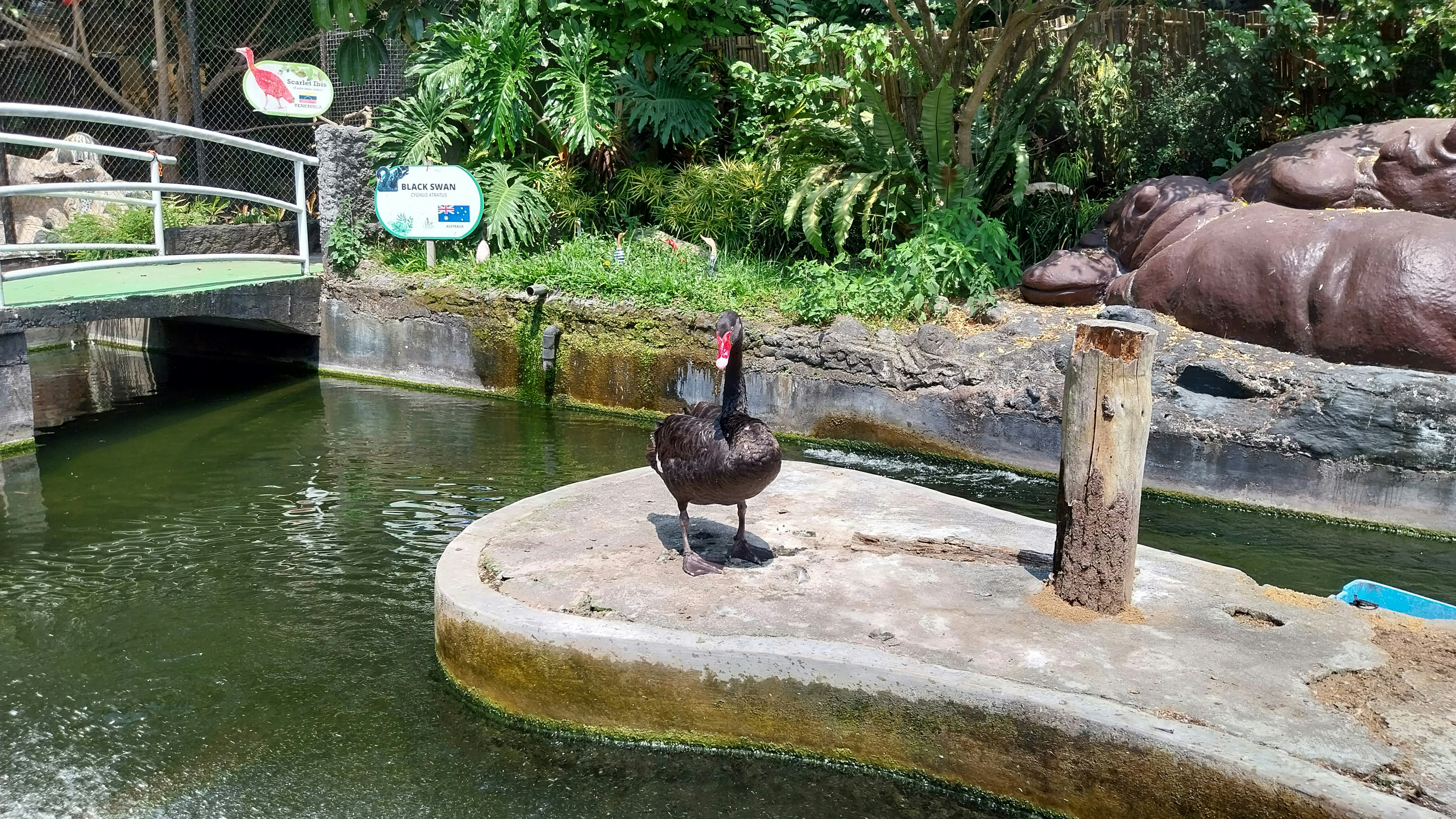 A dark duck stands on a circular concrete platform along a calm canal framed by lush greenery.