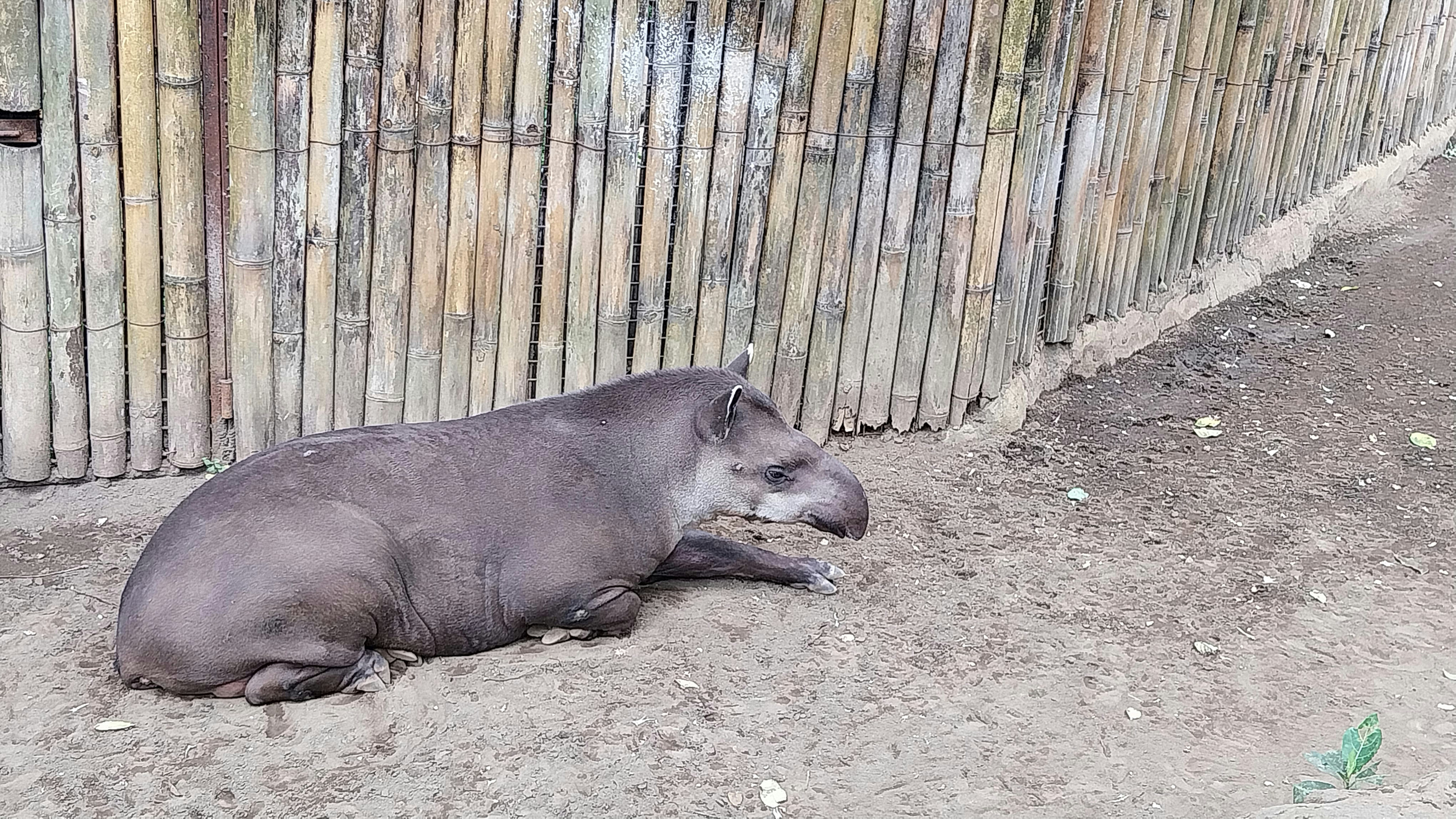 A large gray animal laying on top of a dirt field photo – Free Batu ...