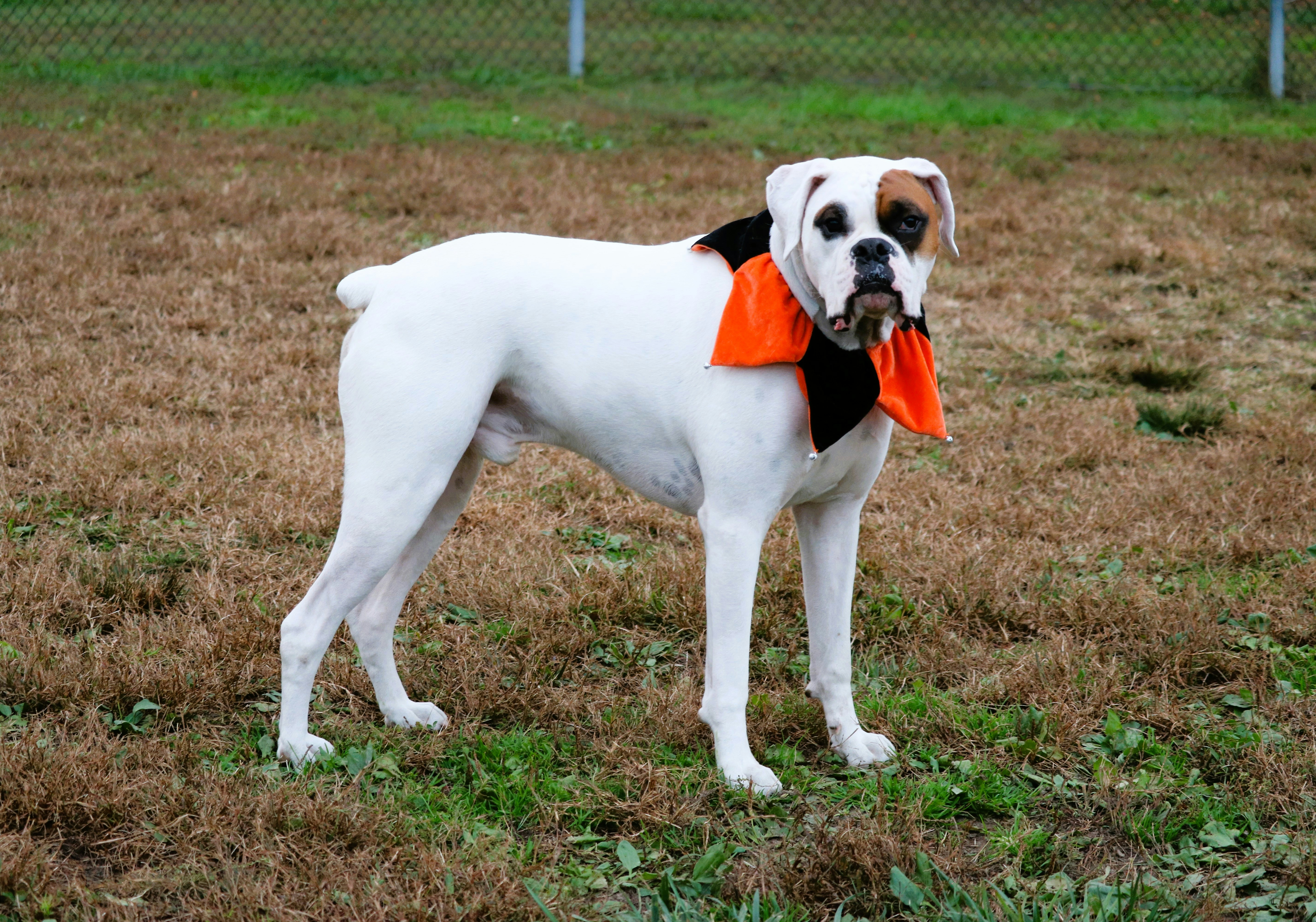 Halloween Spirit: Boxer at Play