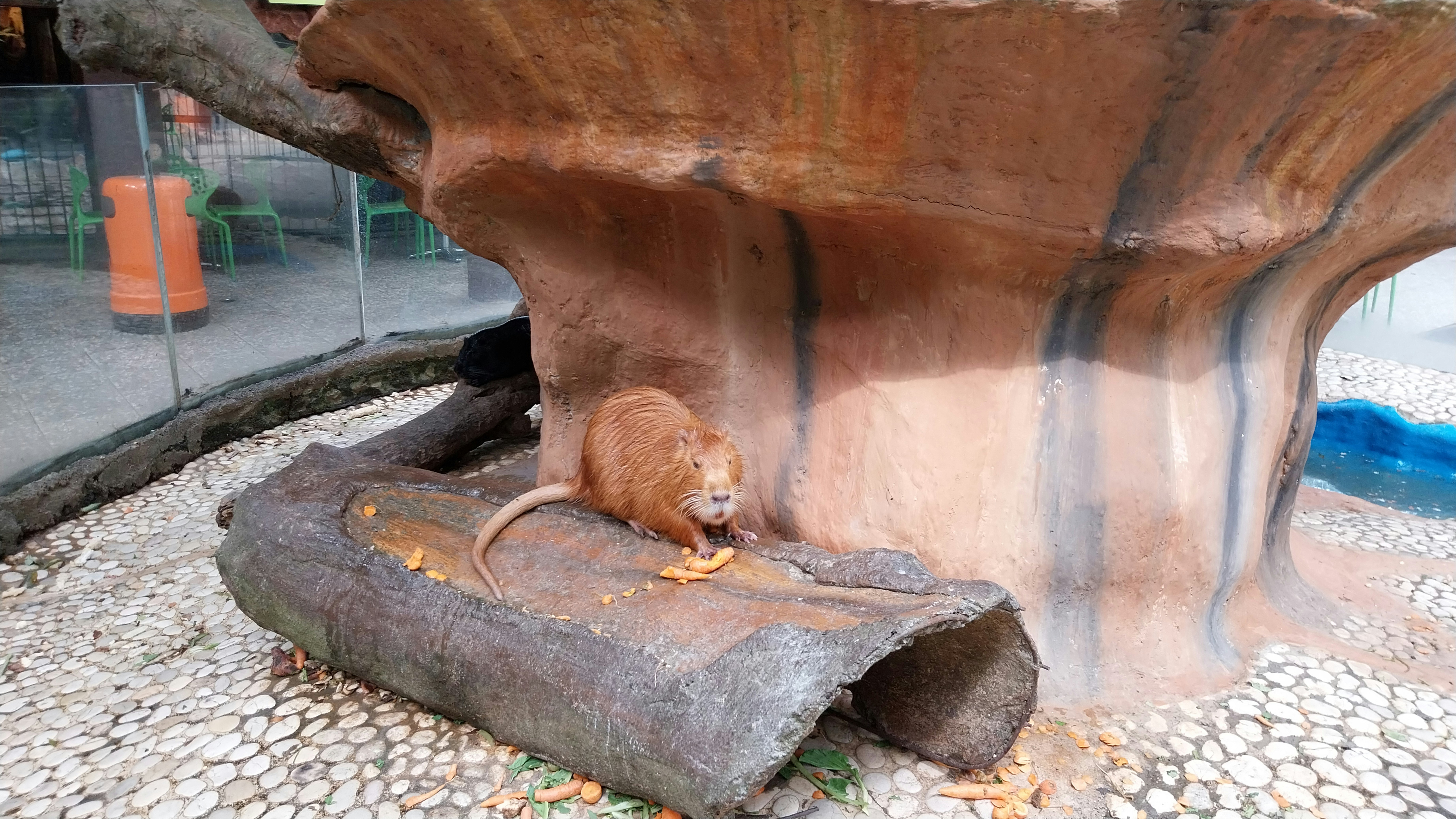 Nutria resting on a log beneath a large artificial structure at a zoo.