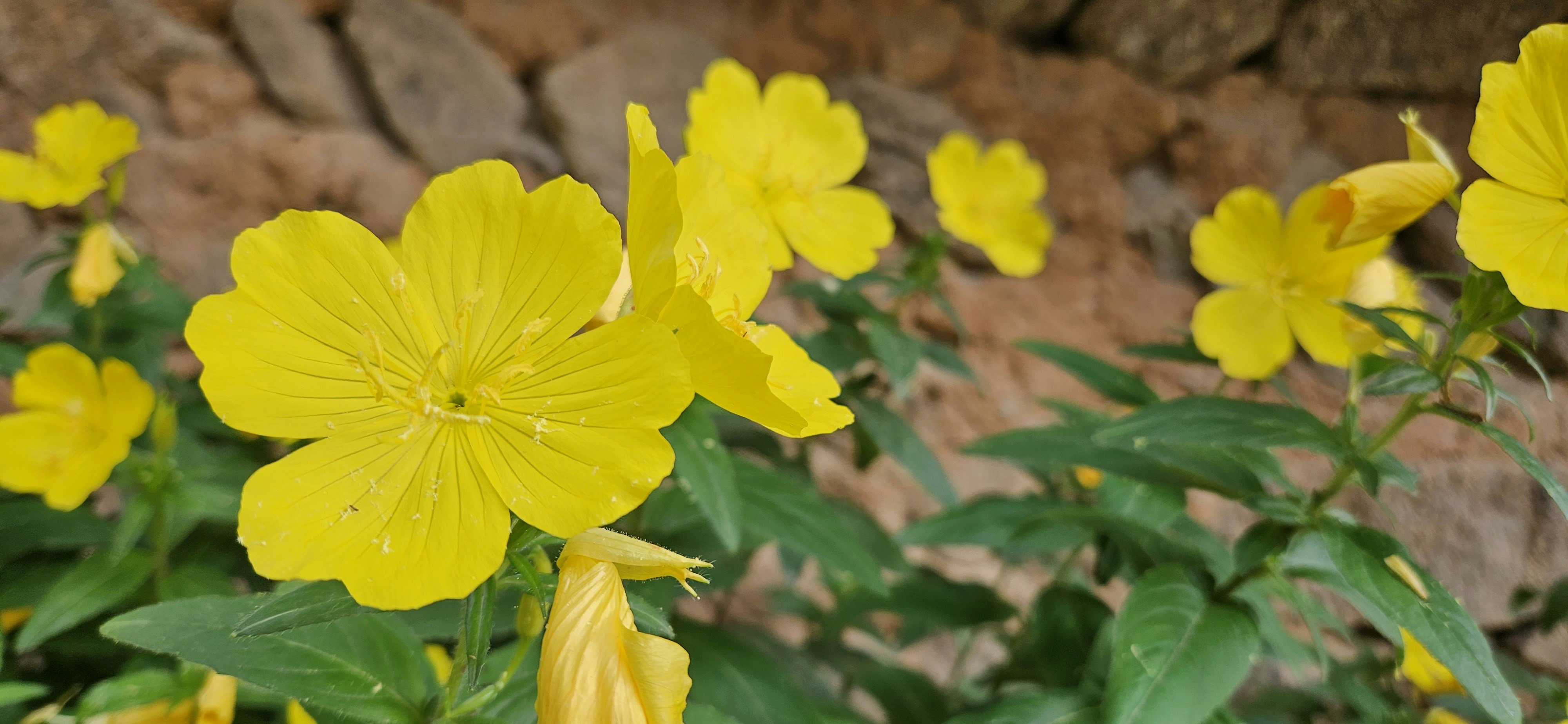 Close-up of bright yellow flowers with glossy green leaves against a rocky background. The composition emphasizes natural color and texture.
