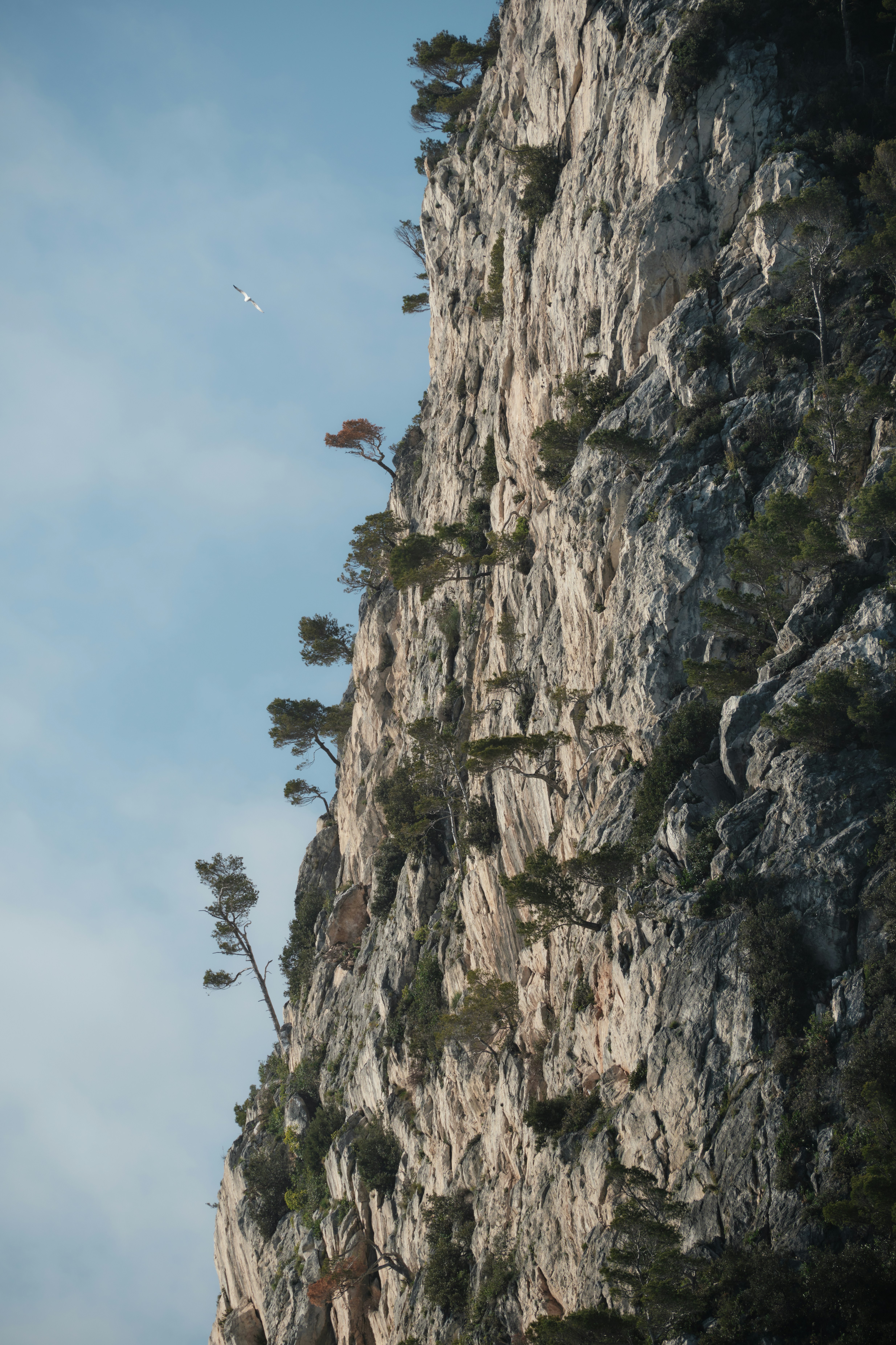 Lone Gull over a Weathered Crag: Pines Clinging to Stone