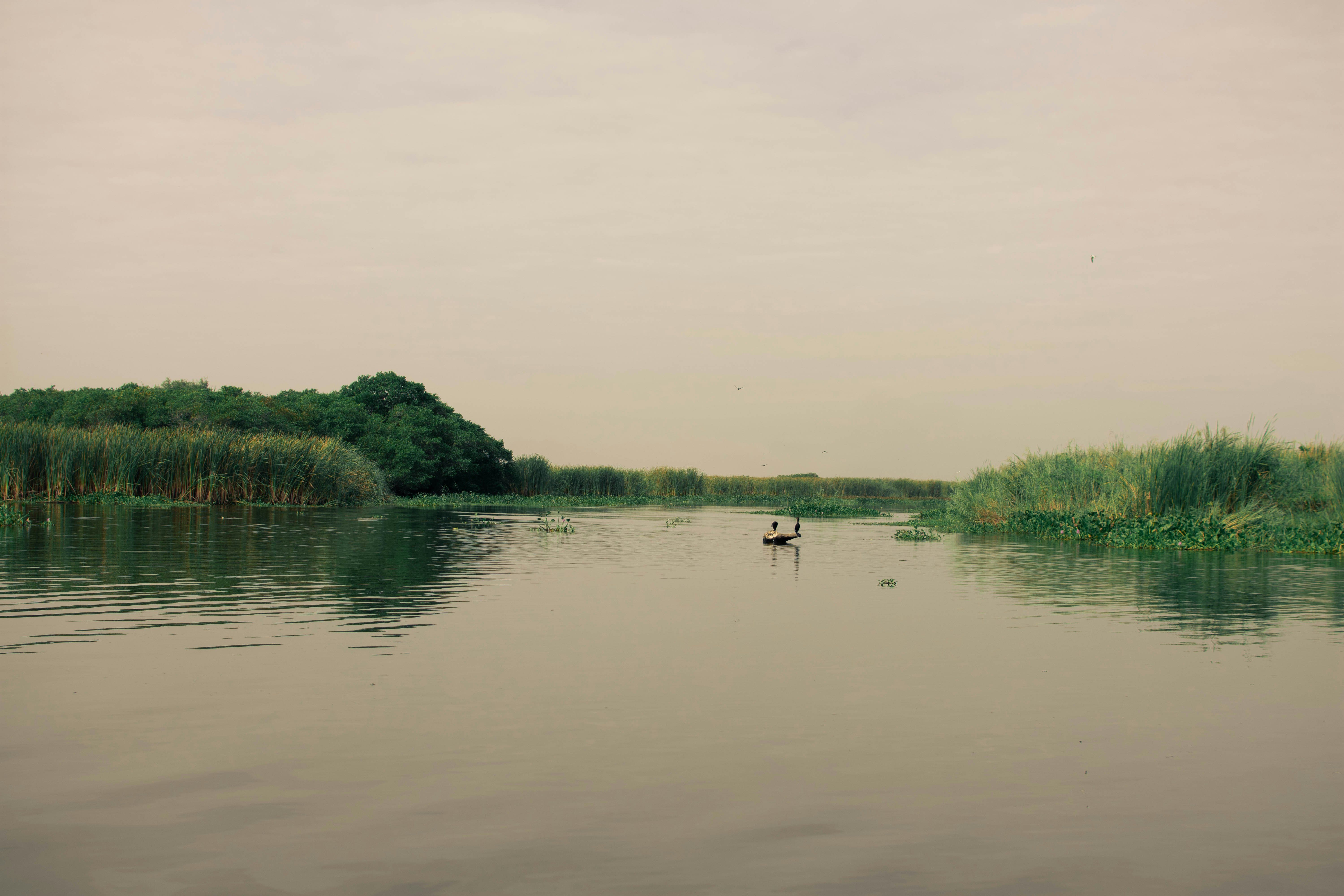 Solitary Skiff on a Reed-Fringed River Under Soft Light