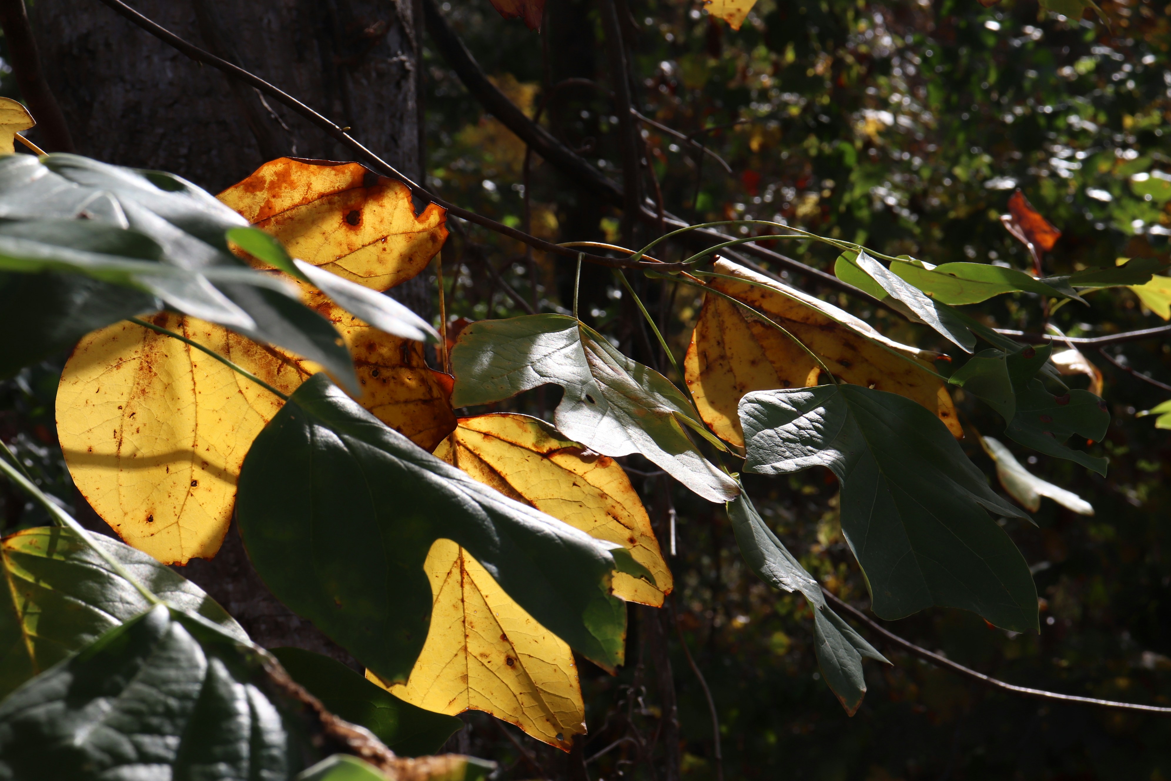 Sunlit Golden Leaves in a Shadowed Forest Understory