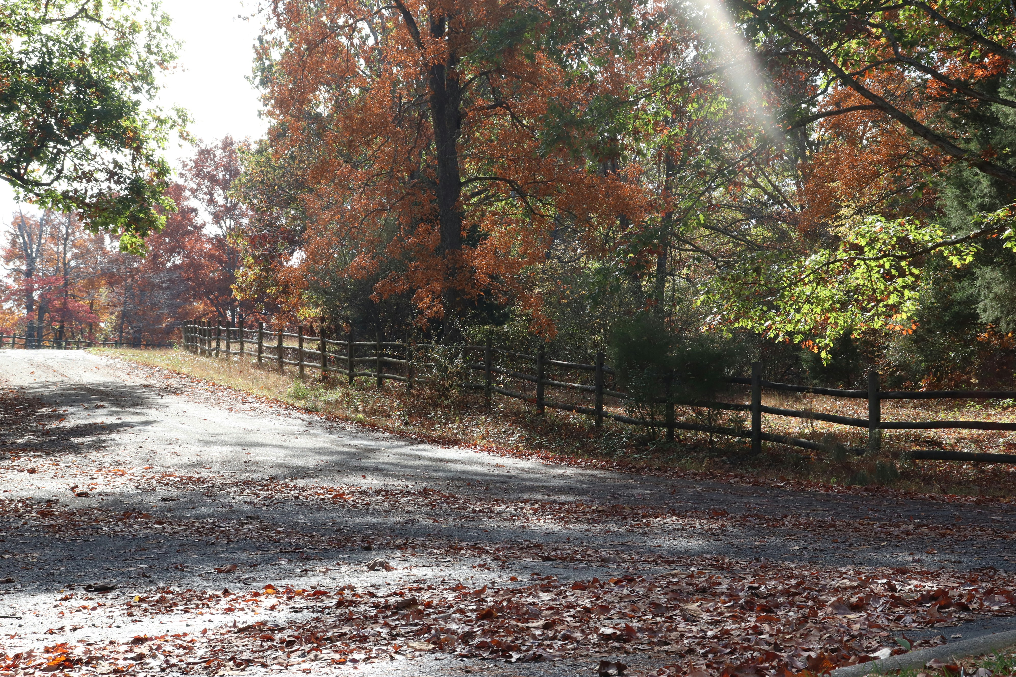 Golden Dappled Path: Autumn Light Through a Leaf-Covered Park Road