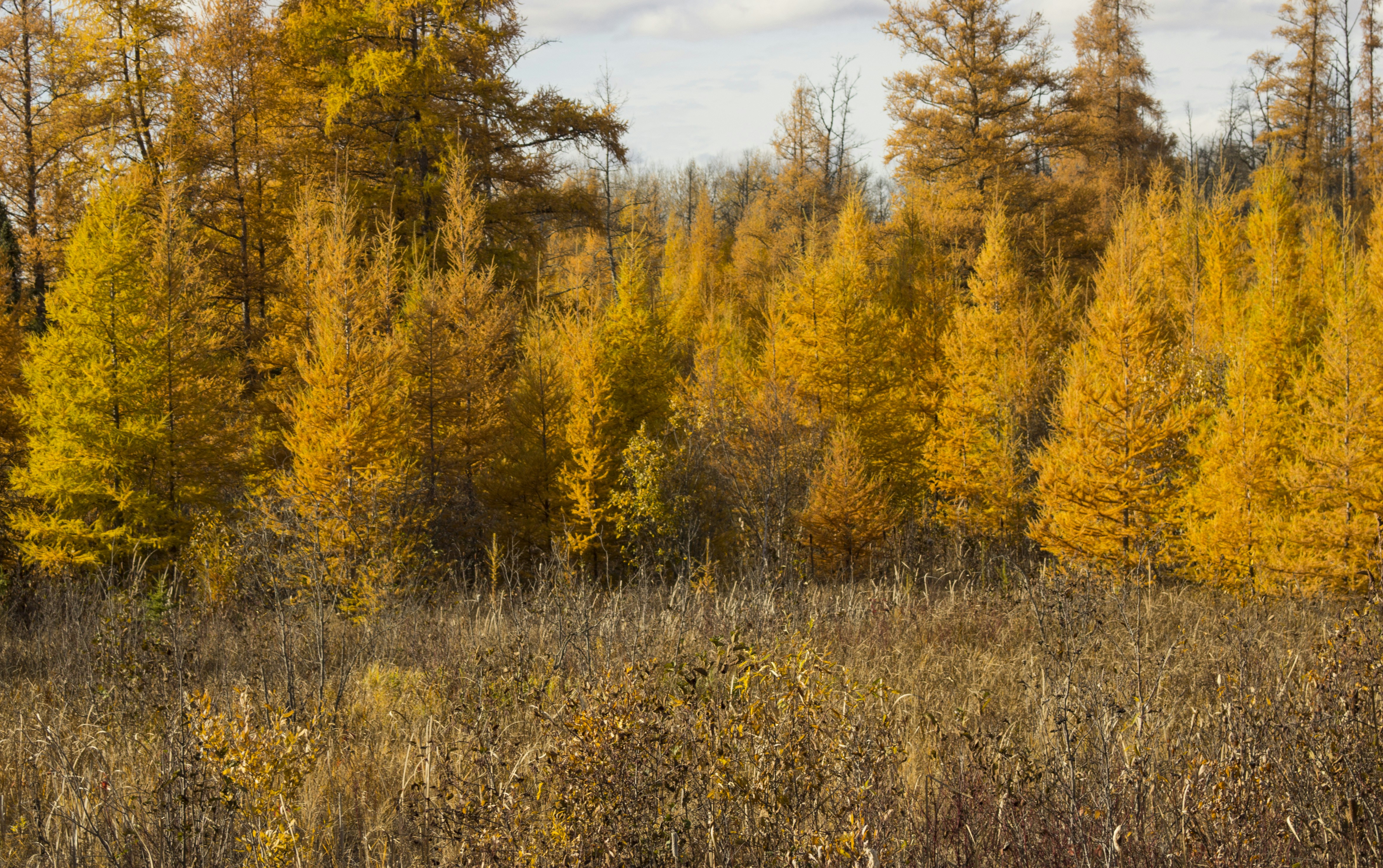 Vibrant golden larch trees stand tall amidst a field of dry grasses, showcasing the beauty of autumn foliage. The scene captures the essence of seasonal change.