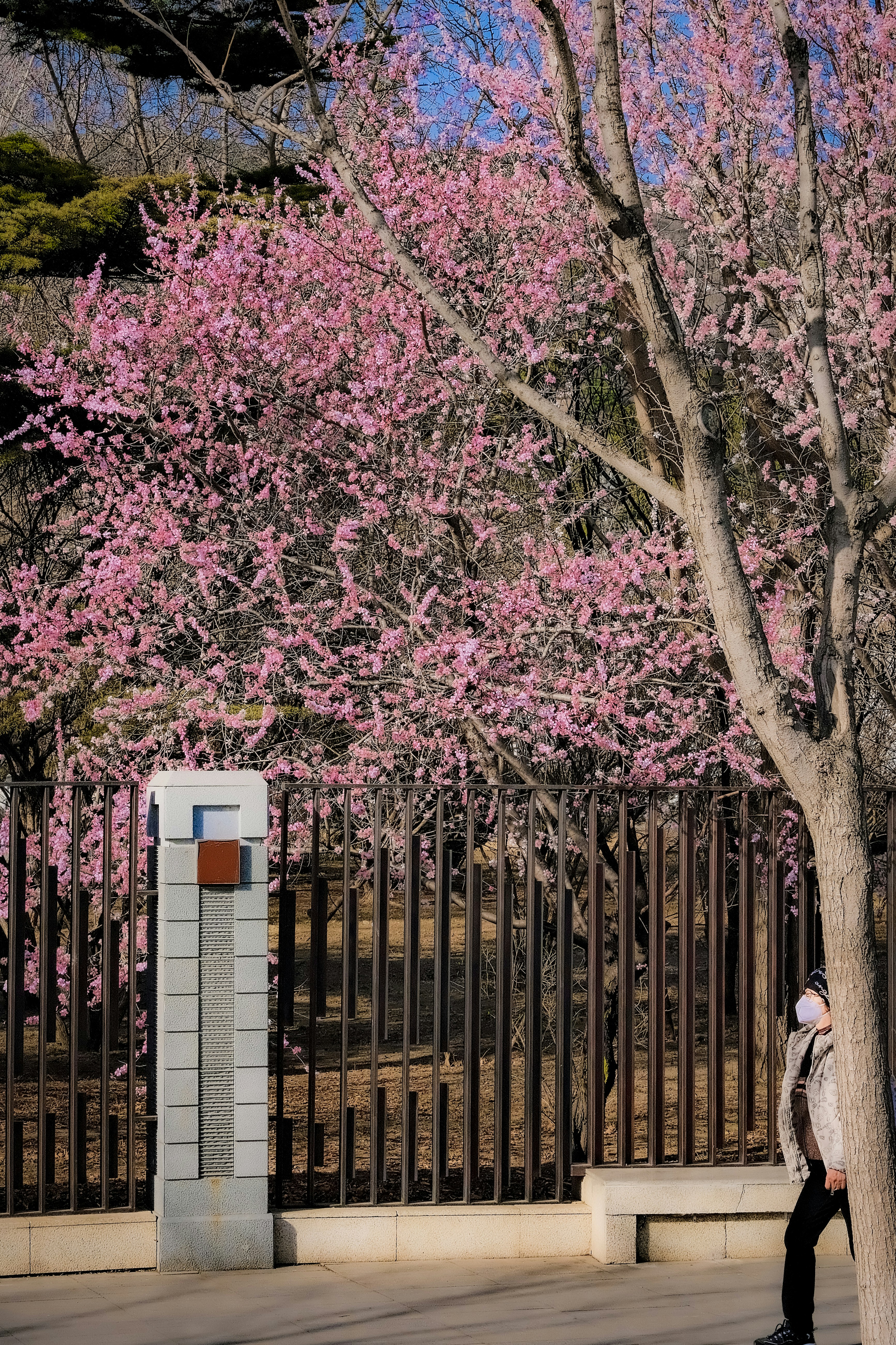 Cherry Blossom Corridor: A Quiet City Moment Behind the Fence