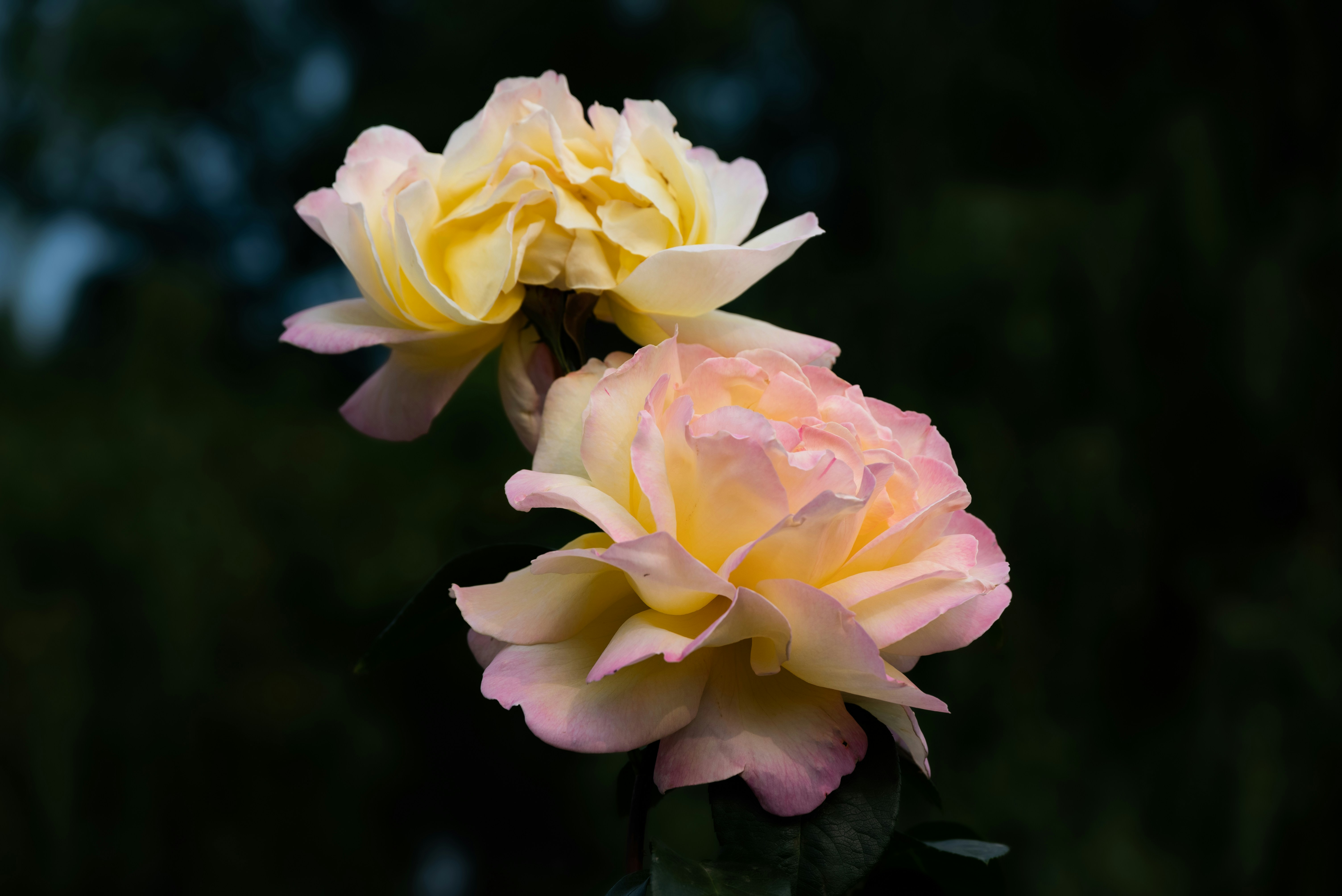 Two yellow and pink roses with green leaves photo – Free 中国 beijing ...