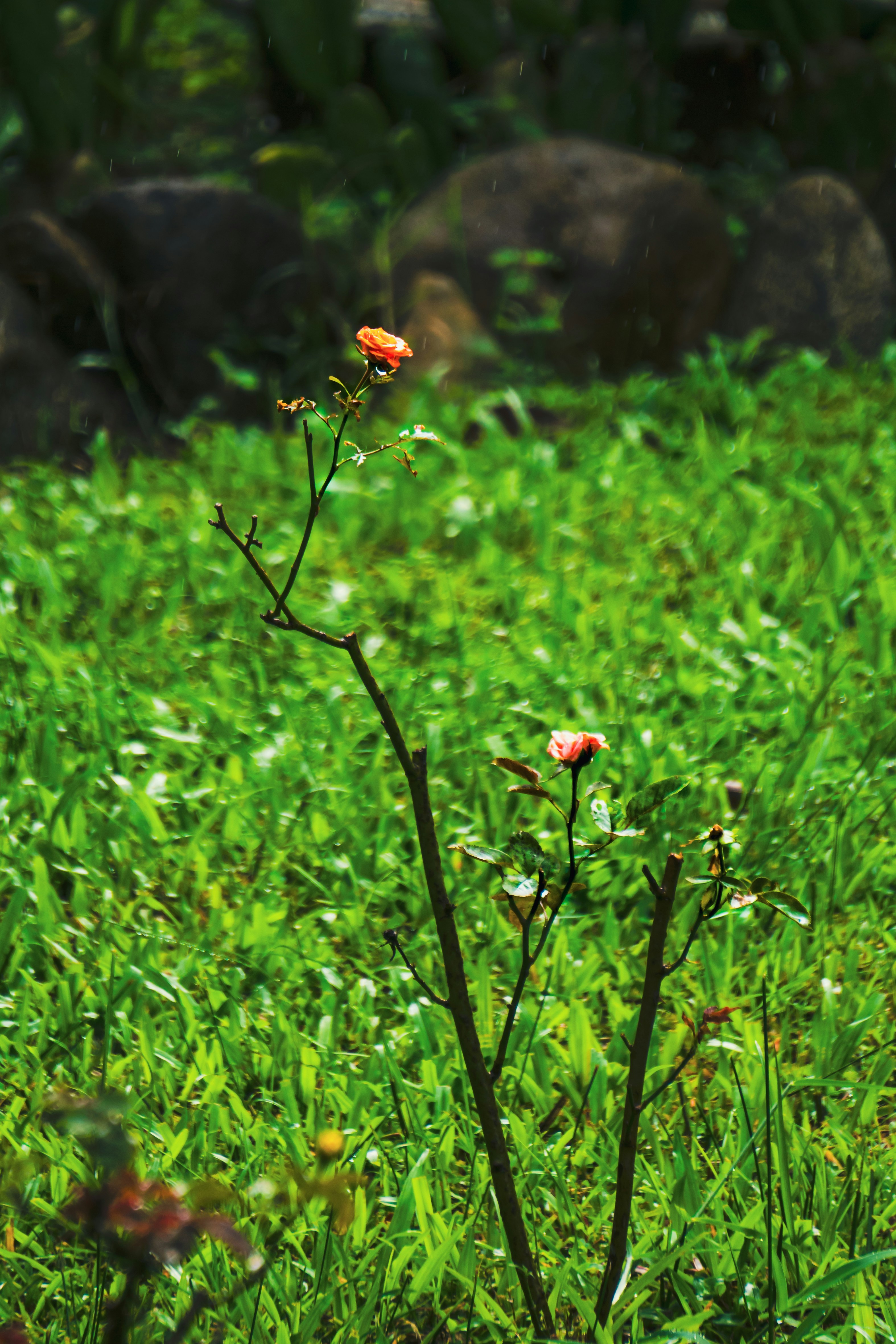 Rose on a wiry stem in a sunlit meadow of emerald greens