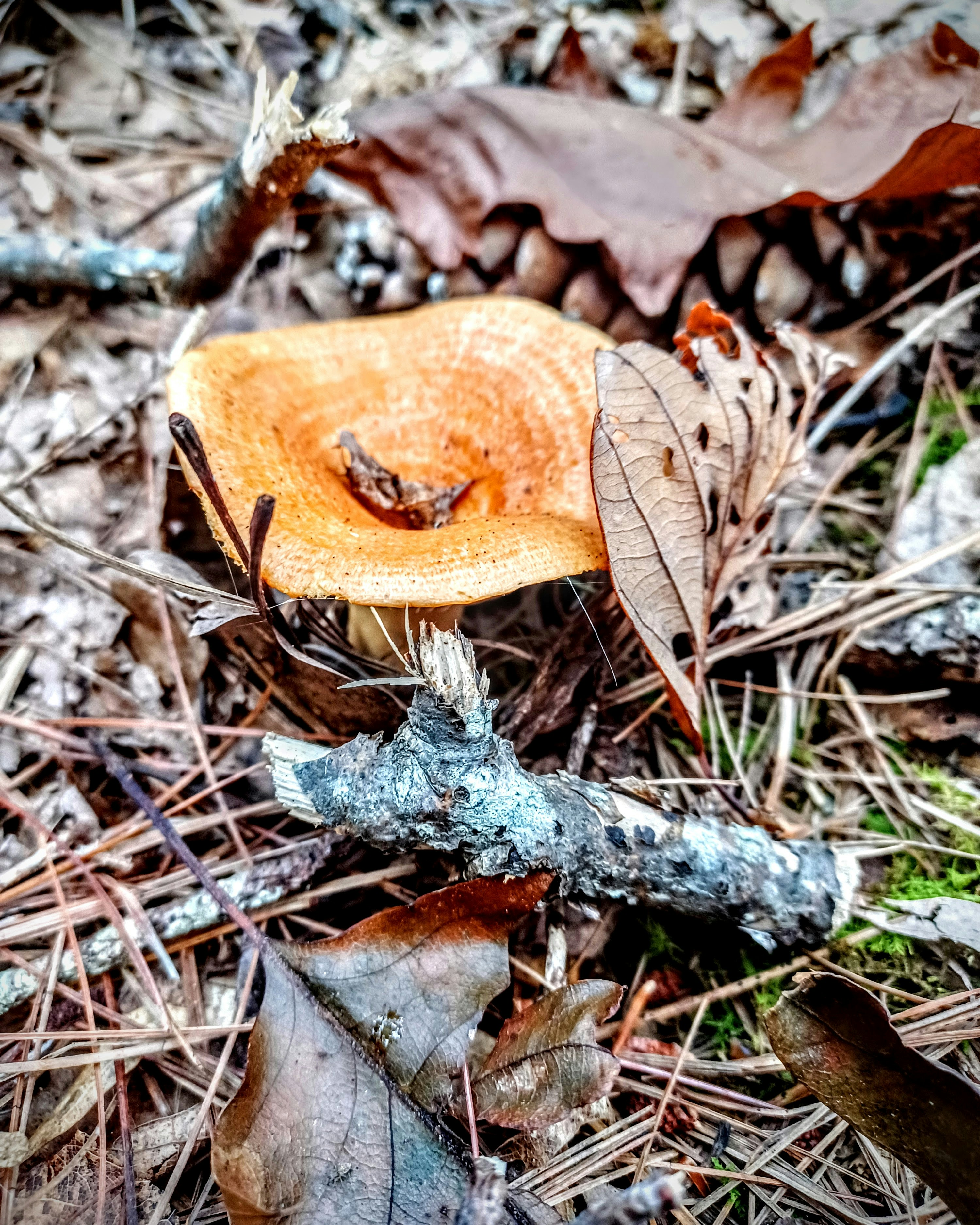 Orange Cup Fungus Nestled in a Pine Needle Carpet