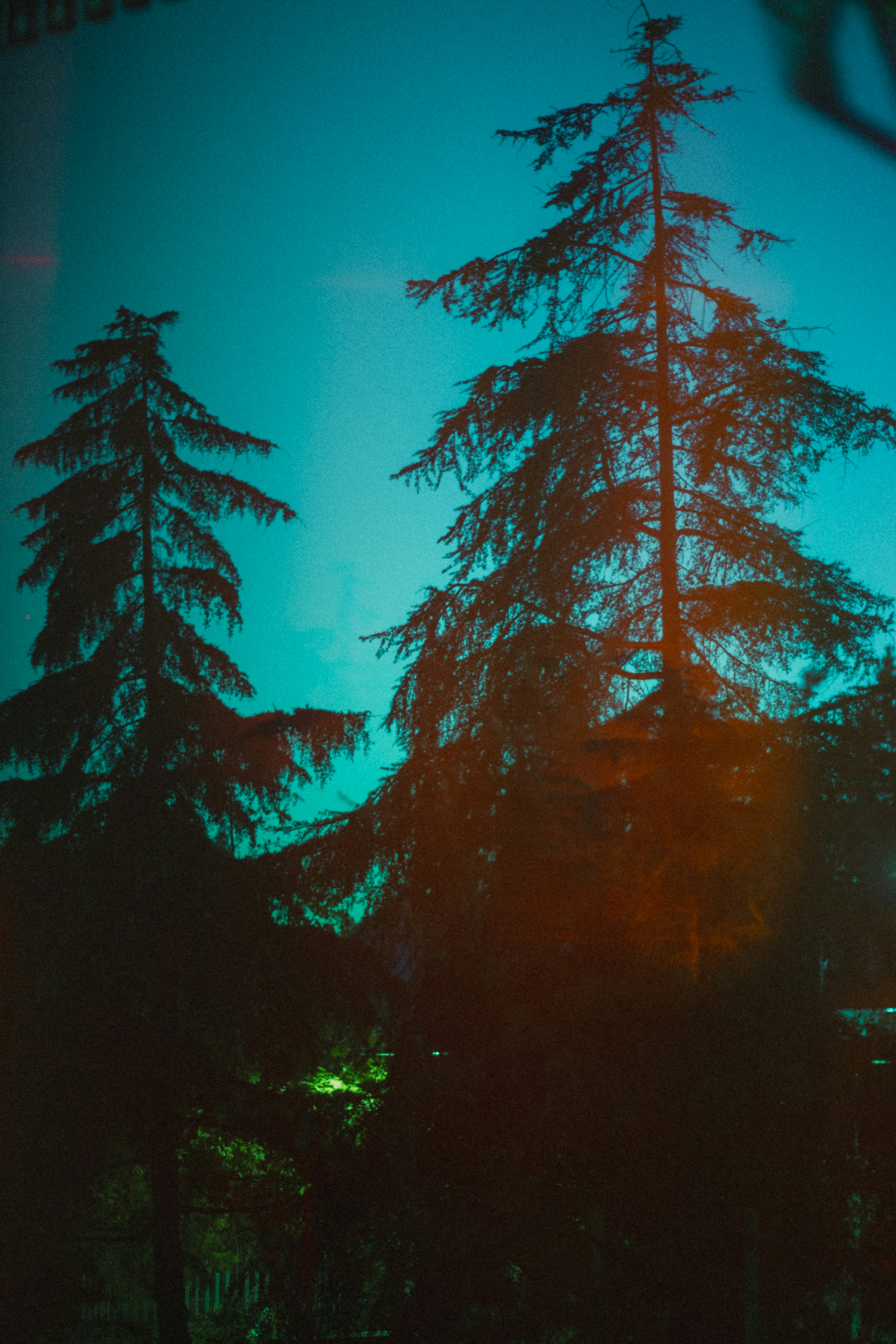 a group of trees that are next to each other