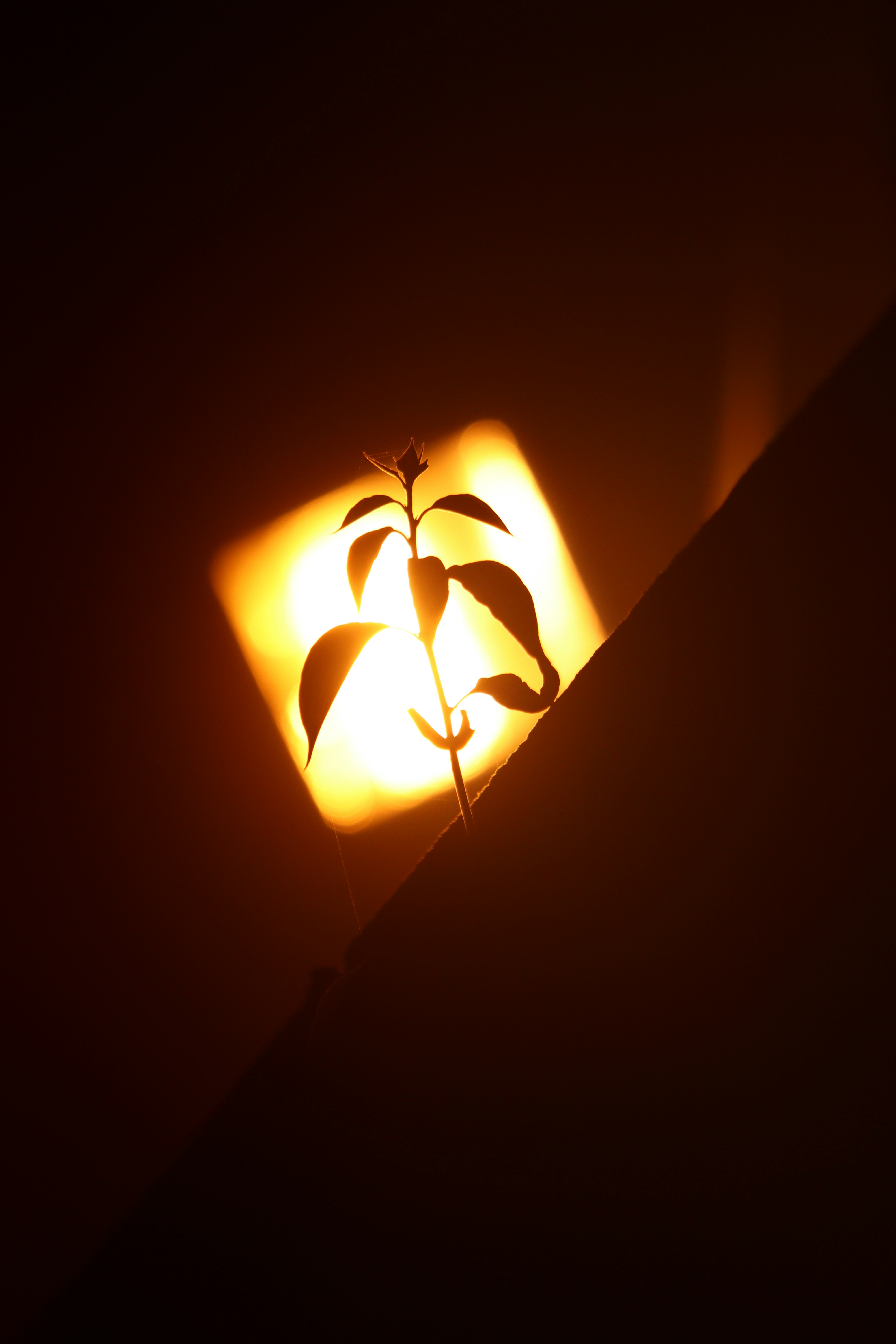 Tiny Sprout Reaches Through an Orange Halo