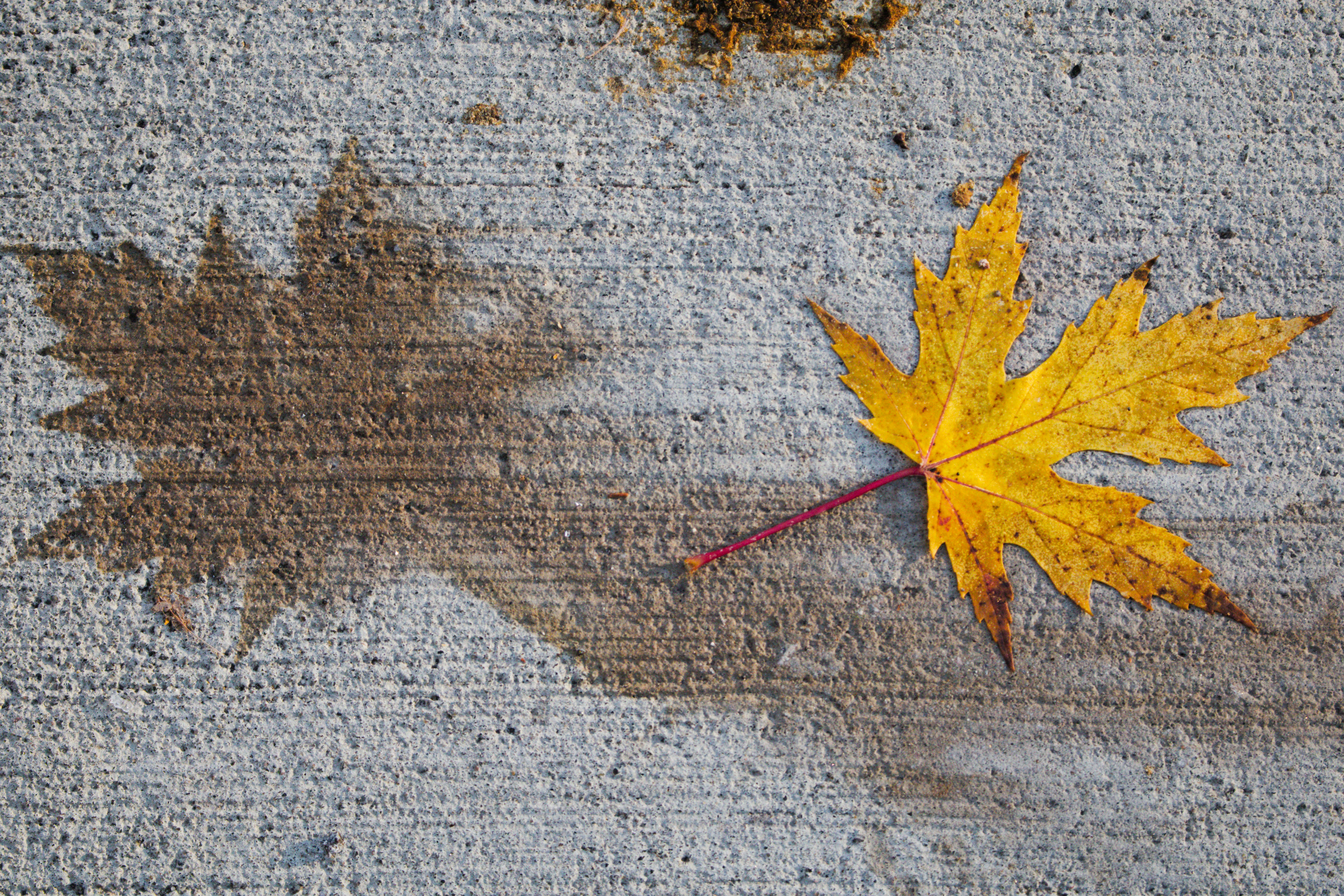 Autumn Leaf on Concrete: A Sharp Yellow Maple Quietly Met by Shadow