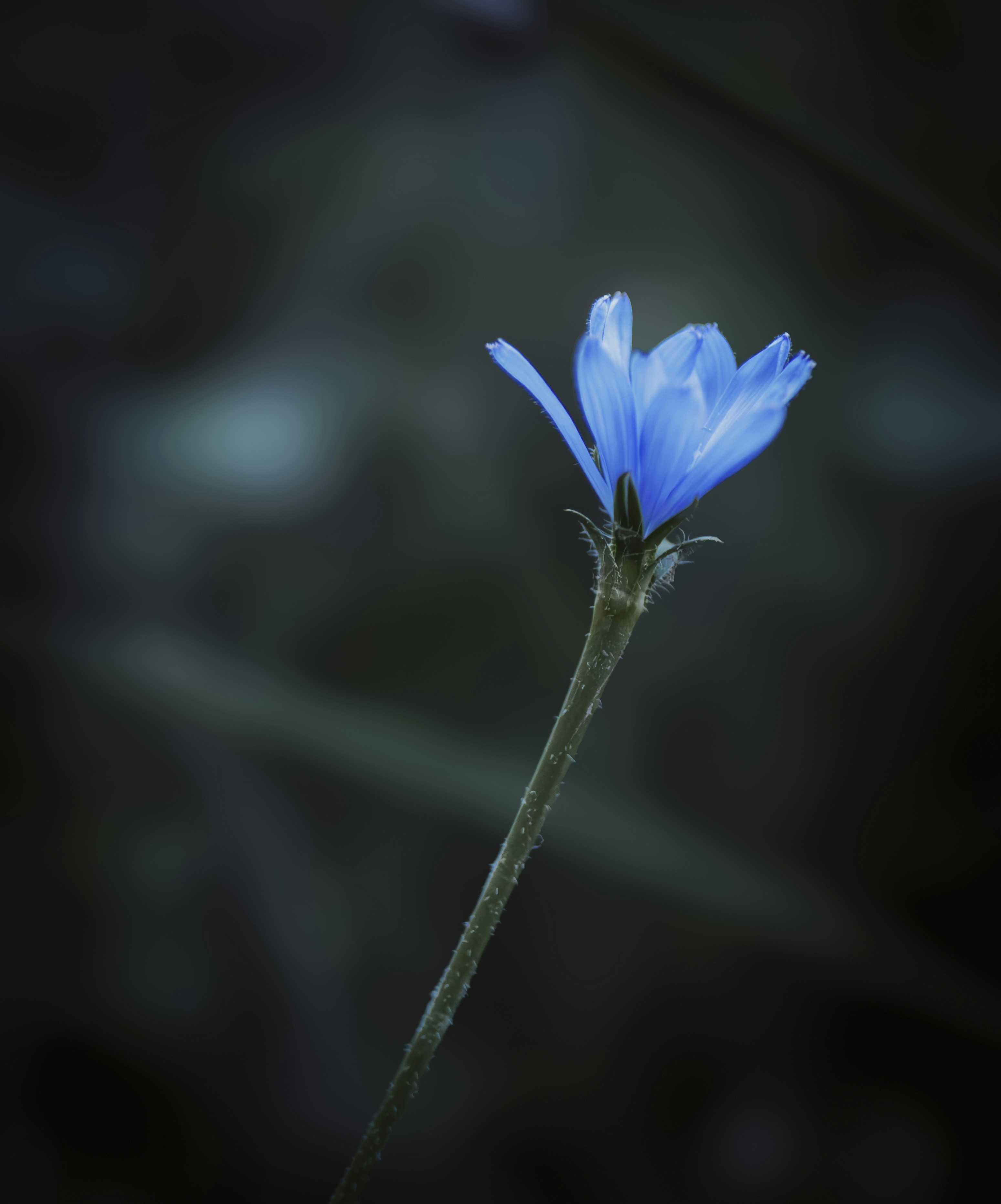 A single blue flower with a blurry background photo – Free Flower Image ...