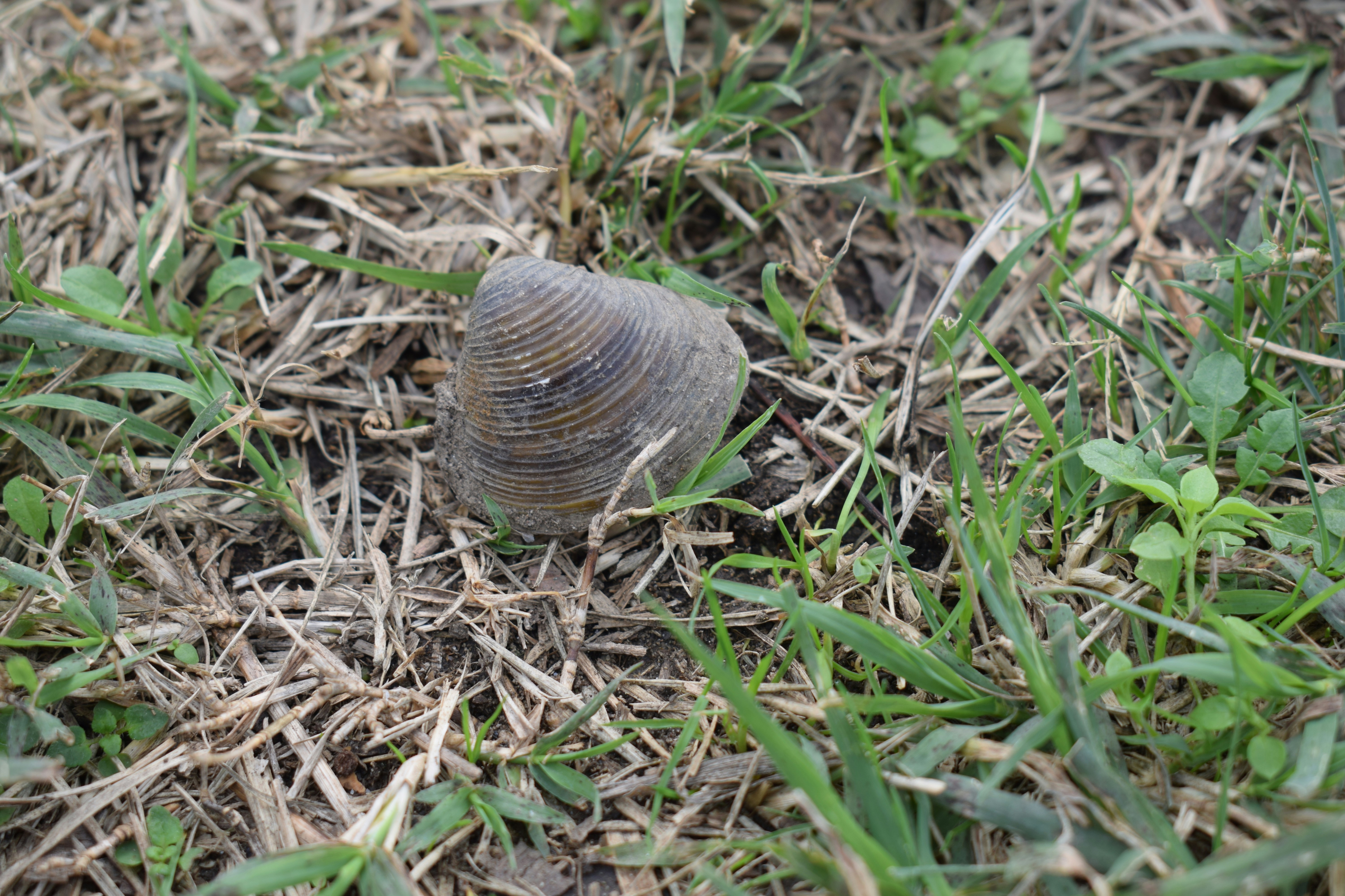 A shell on the ground in the grass photo – Free Grey Image on Unsplash