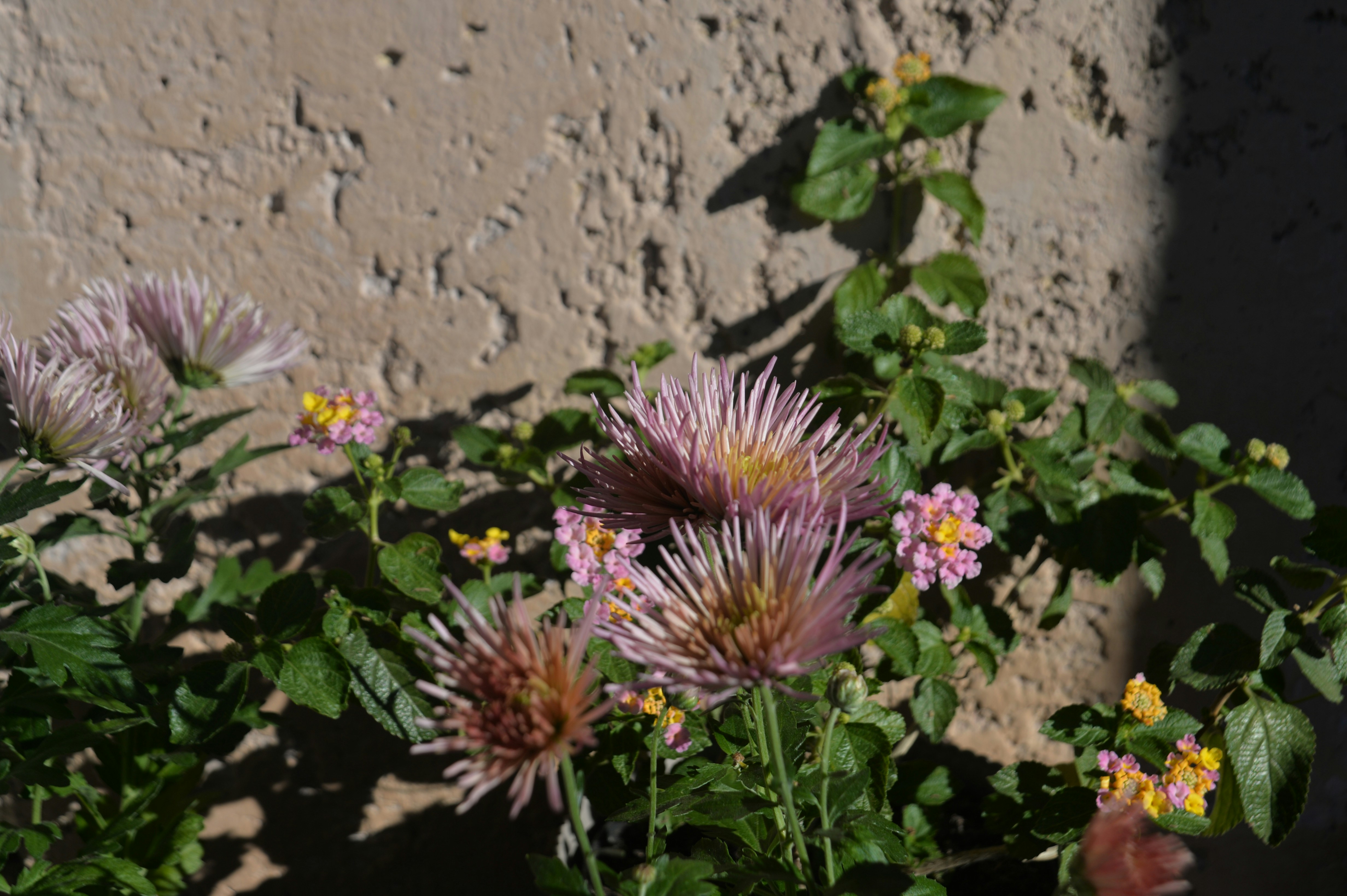 Sunlit Pink Aster Bloom in a Dusty Brick Garden