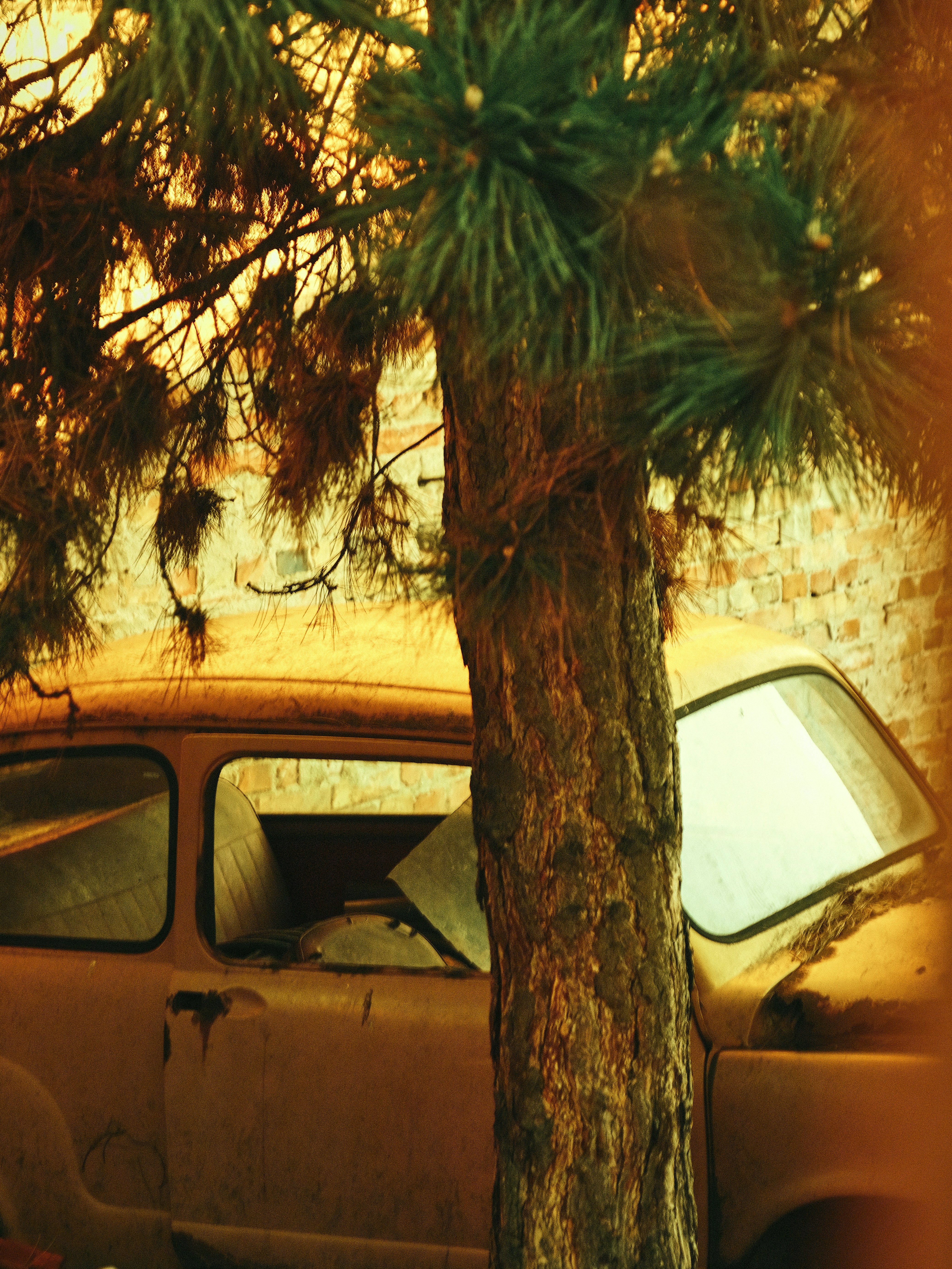An old car is parked next to a tree photo – Free Car Image on Unsplash