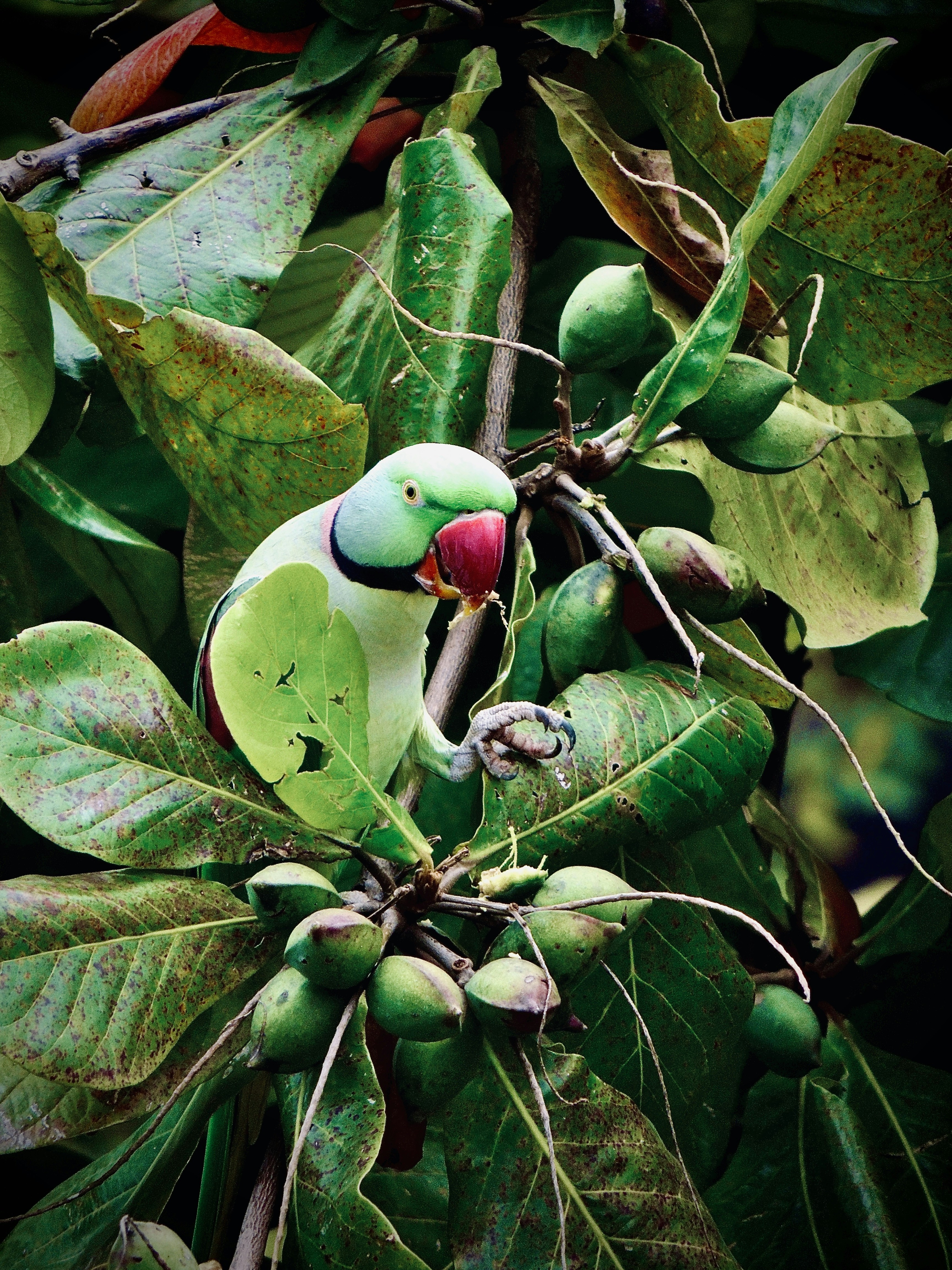 Emerald Beak: Green Catbird in a Leafy Citrus Harbor