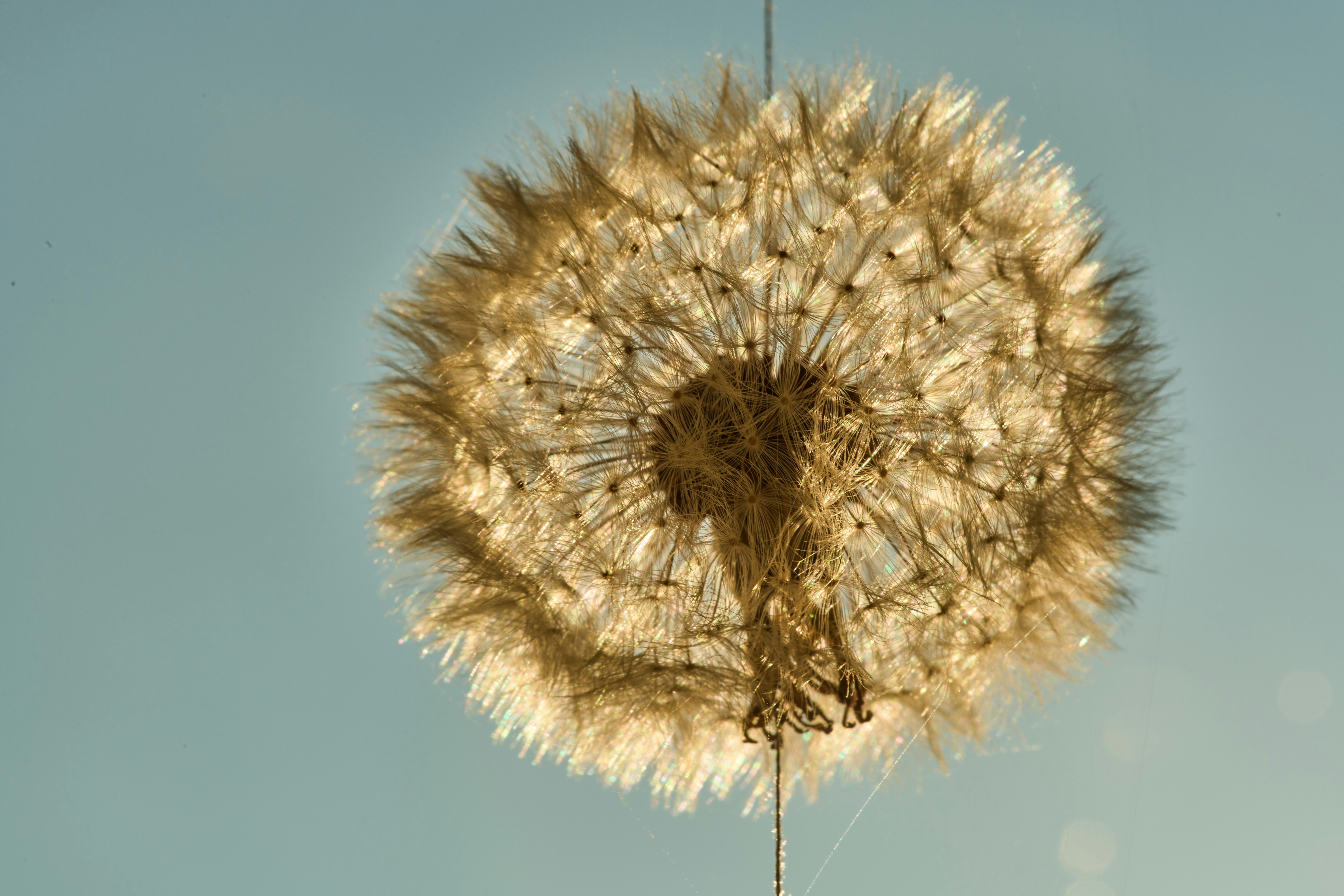 Dandelion Parachute: backlit seed fluff rising from a slender stalk