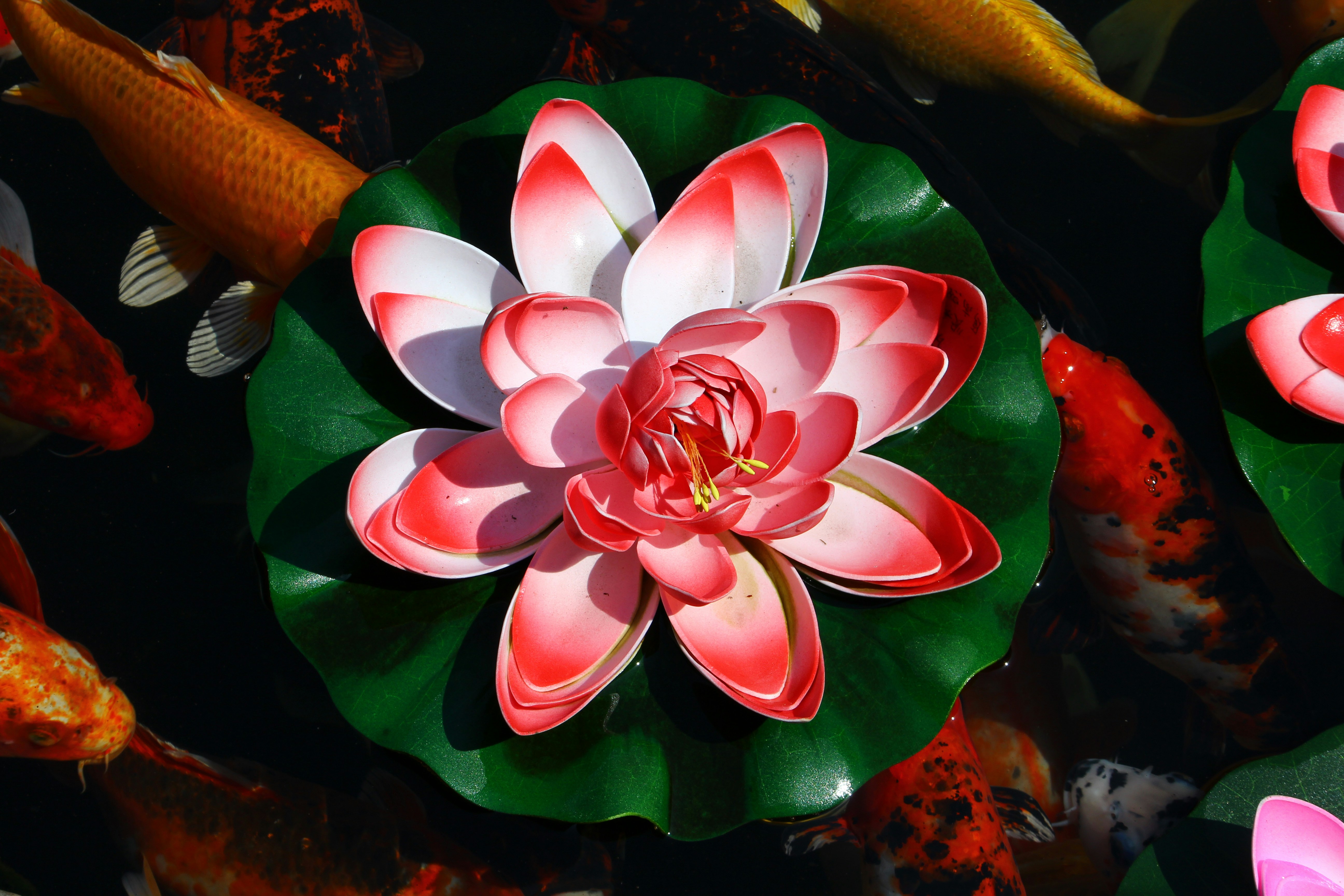 Petaled Spotlight: Pink Lotus Framed by Koi in a Quiet Pond