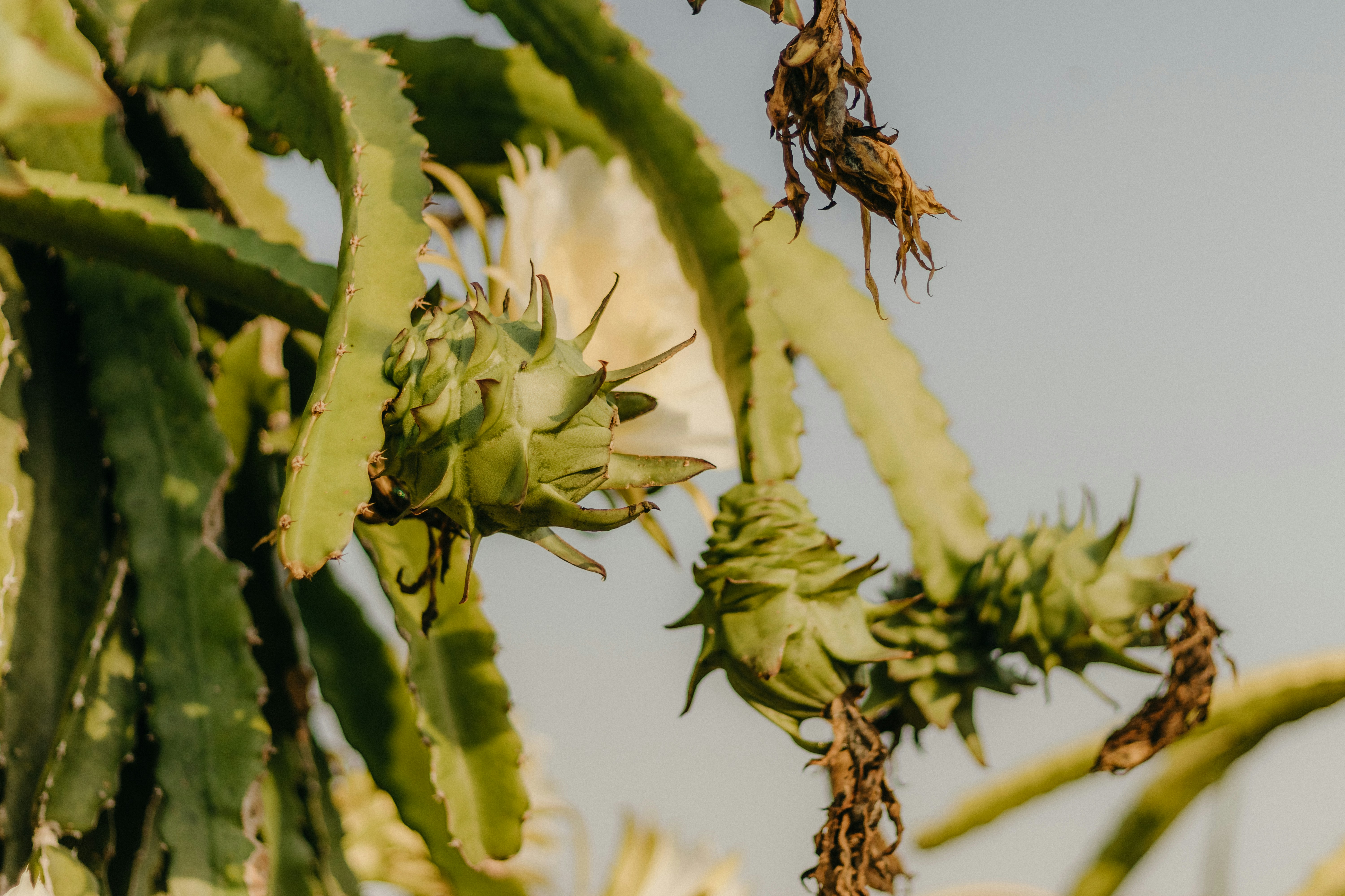 Sunlit Dragonfruit Cactus Buds in Close-Up Detail