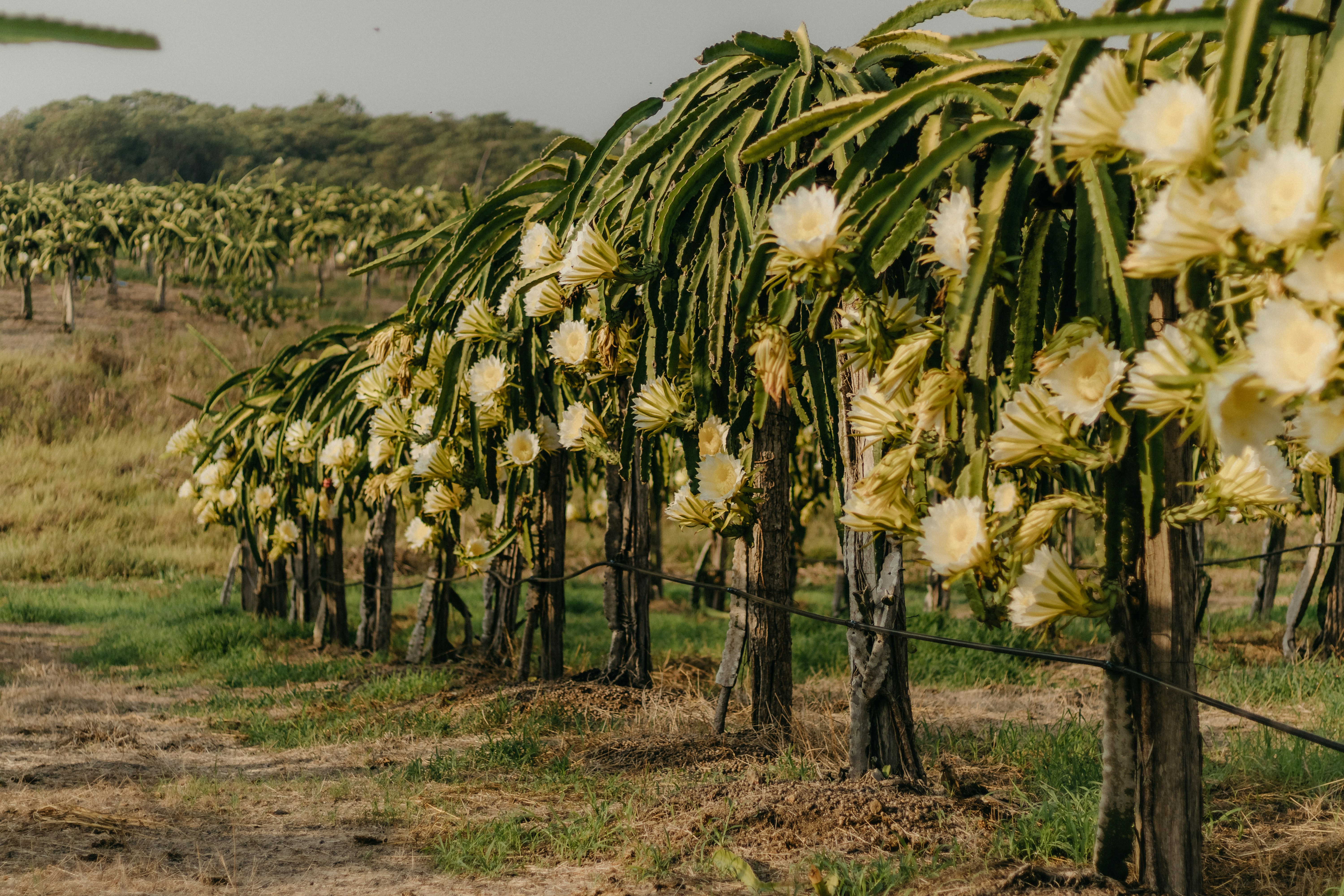 Blooming dragon fruit trellises: rows of white blossoms in a sunlit field