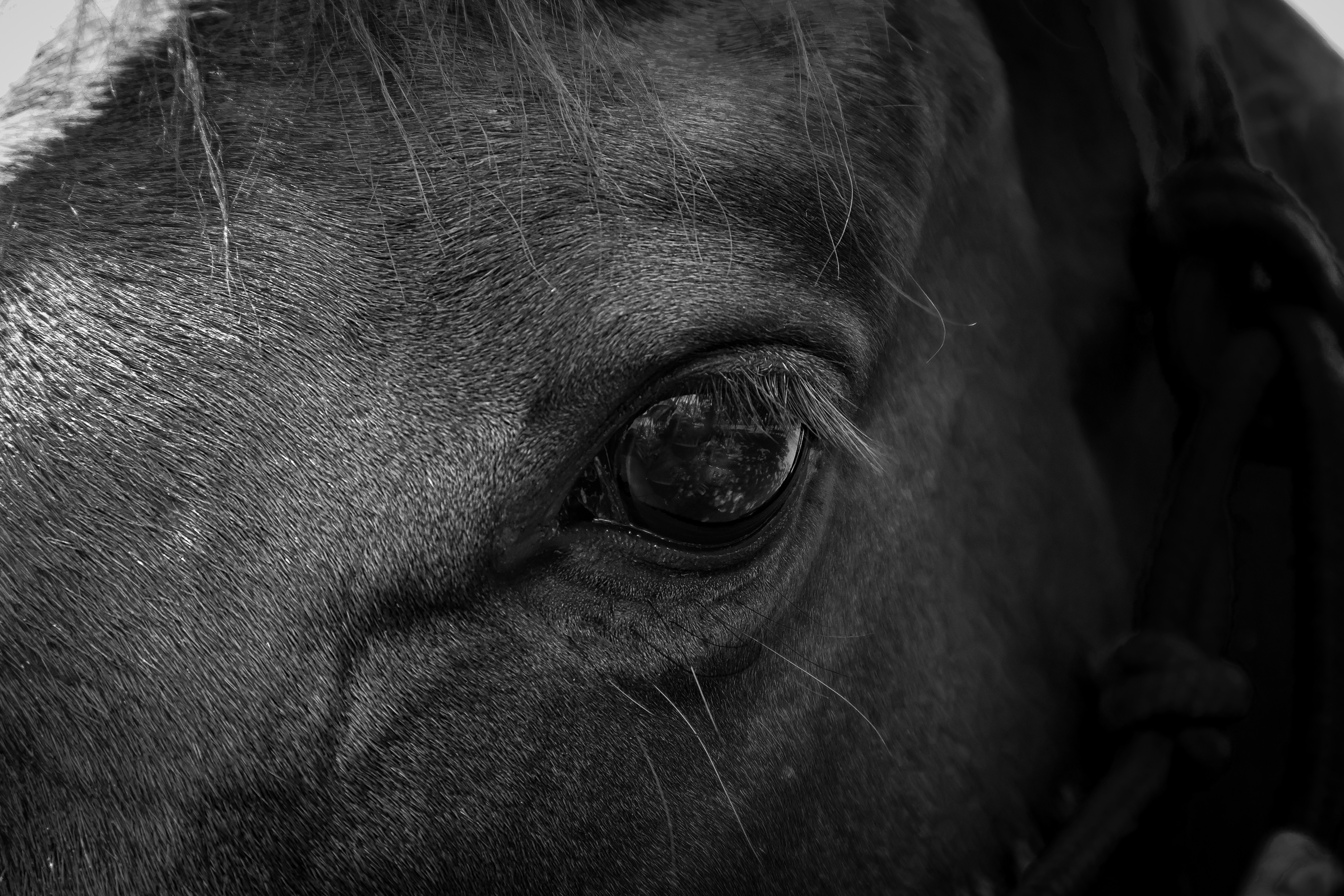 Monochrome Gaze: The Quiet Intensity of a Horse's Eye