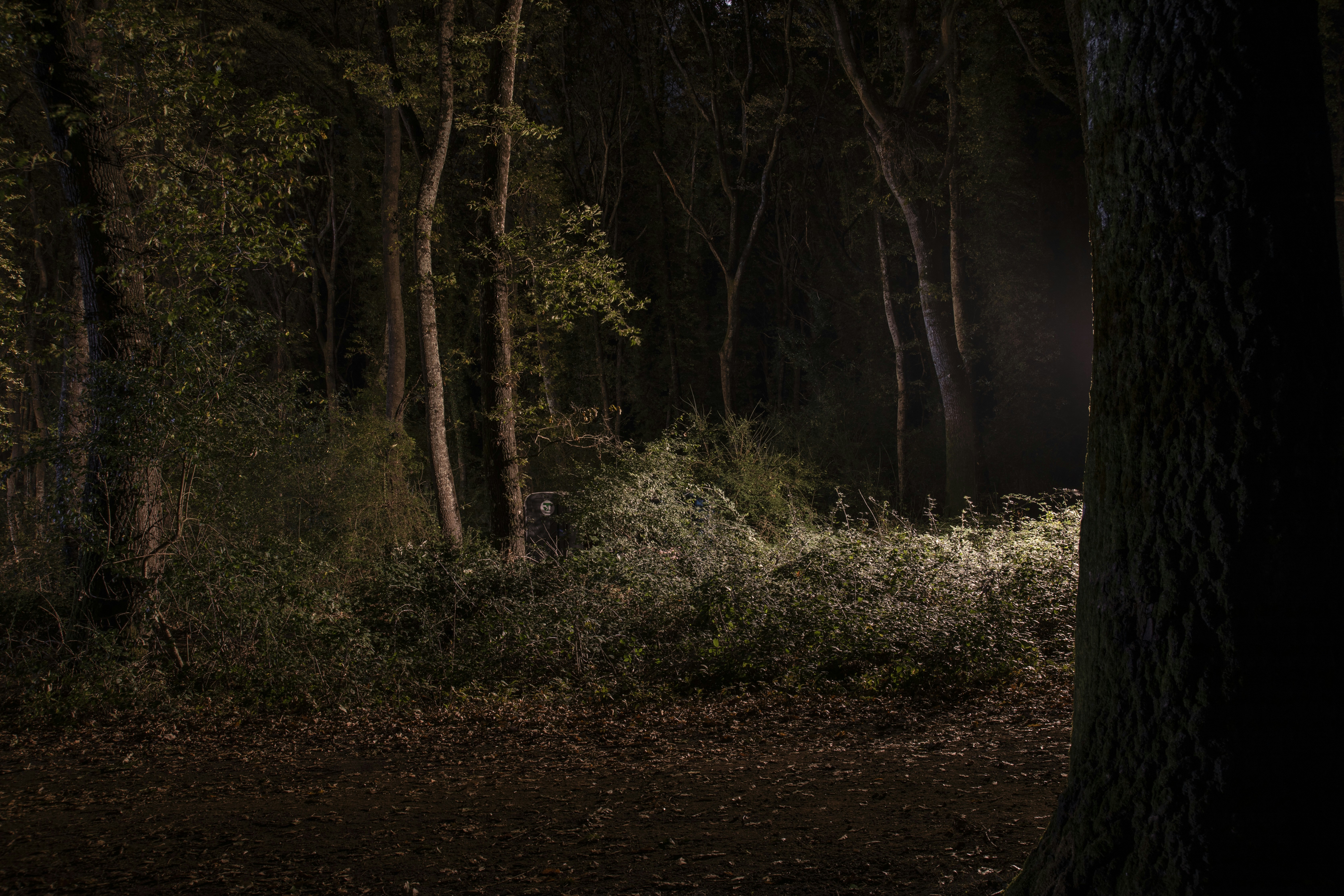 Dense trees in a dimly lit forest with a spotlight on undergrowth.