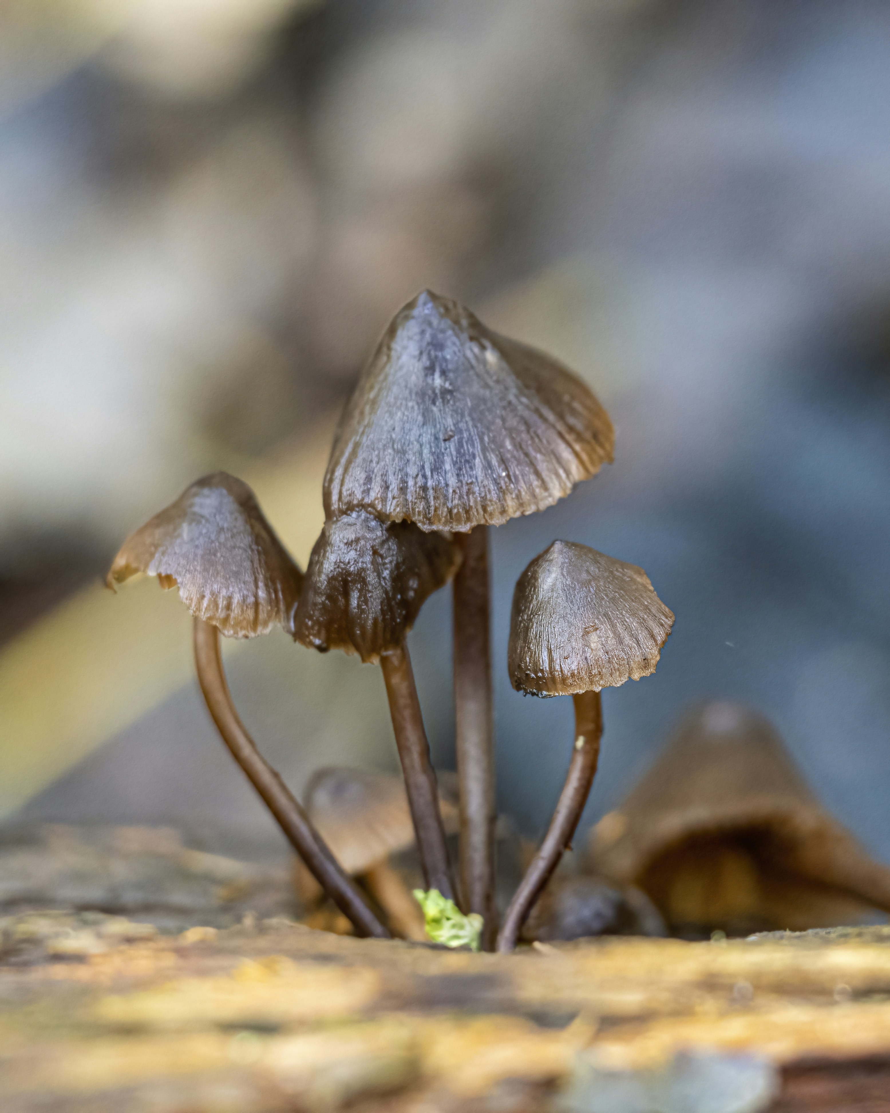 Dew-Kissed Brown Mushrooms Crowning a Weathered Log