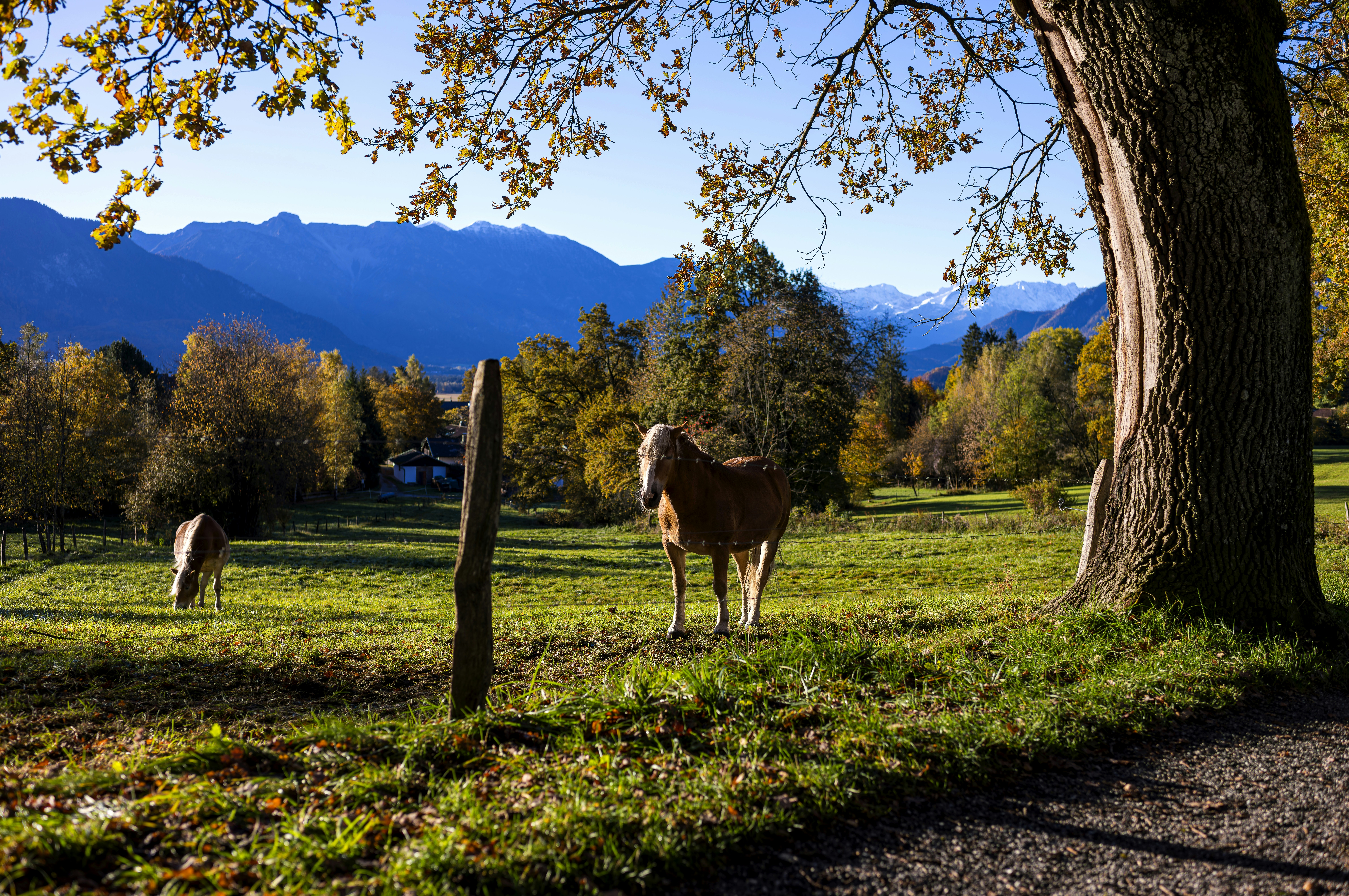 Pasture Portrait: Horses in Autumn Light by the Timbered Ridge