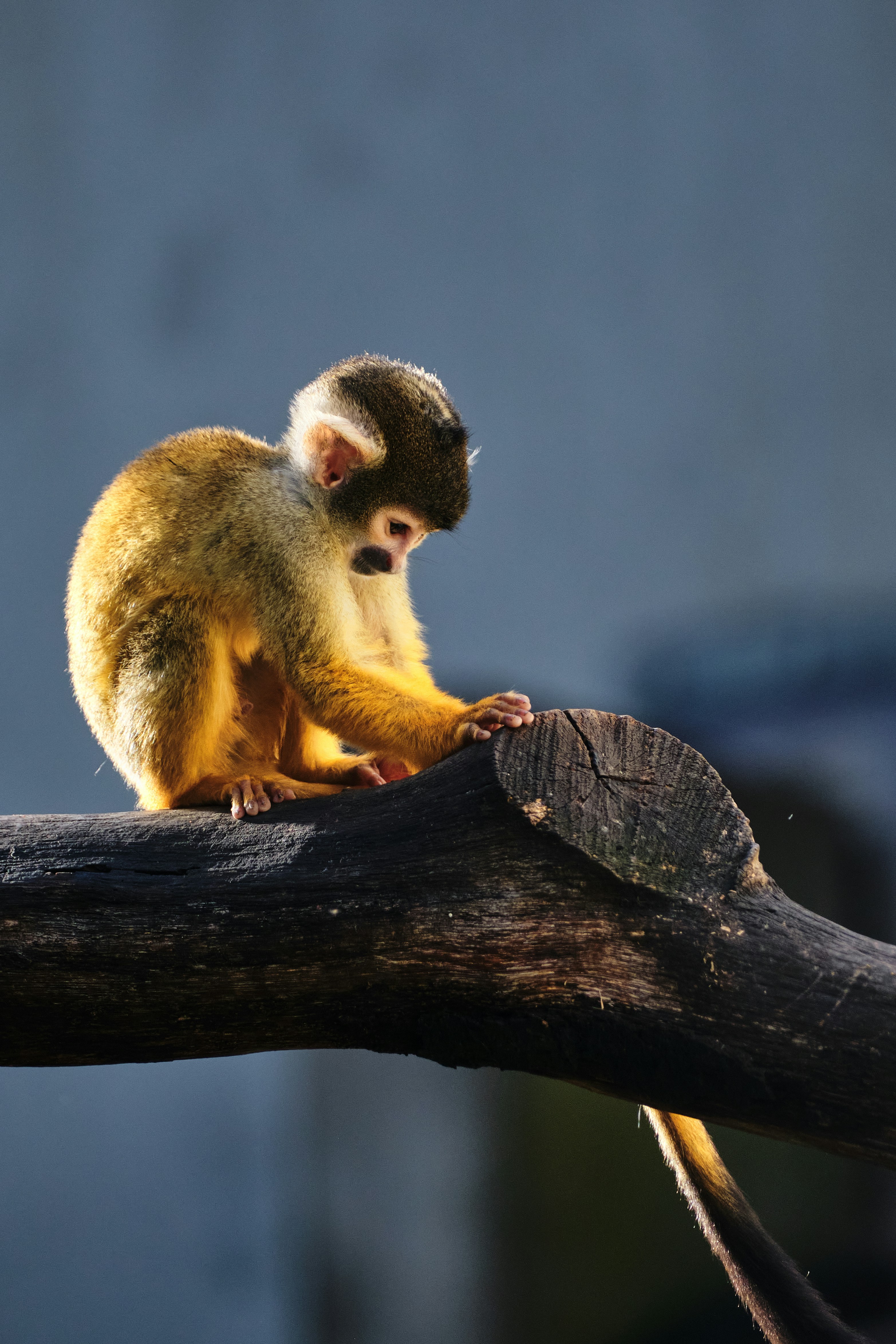 A small monkey sitting on top of a tree branch photo – Free Zoo basel ...