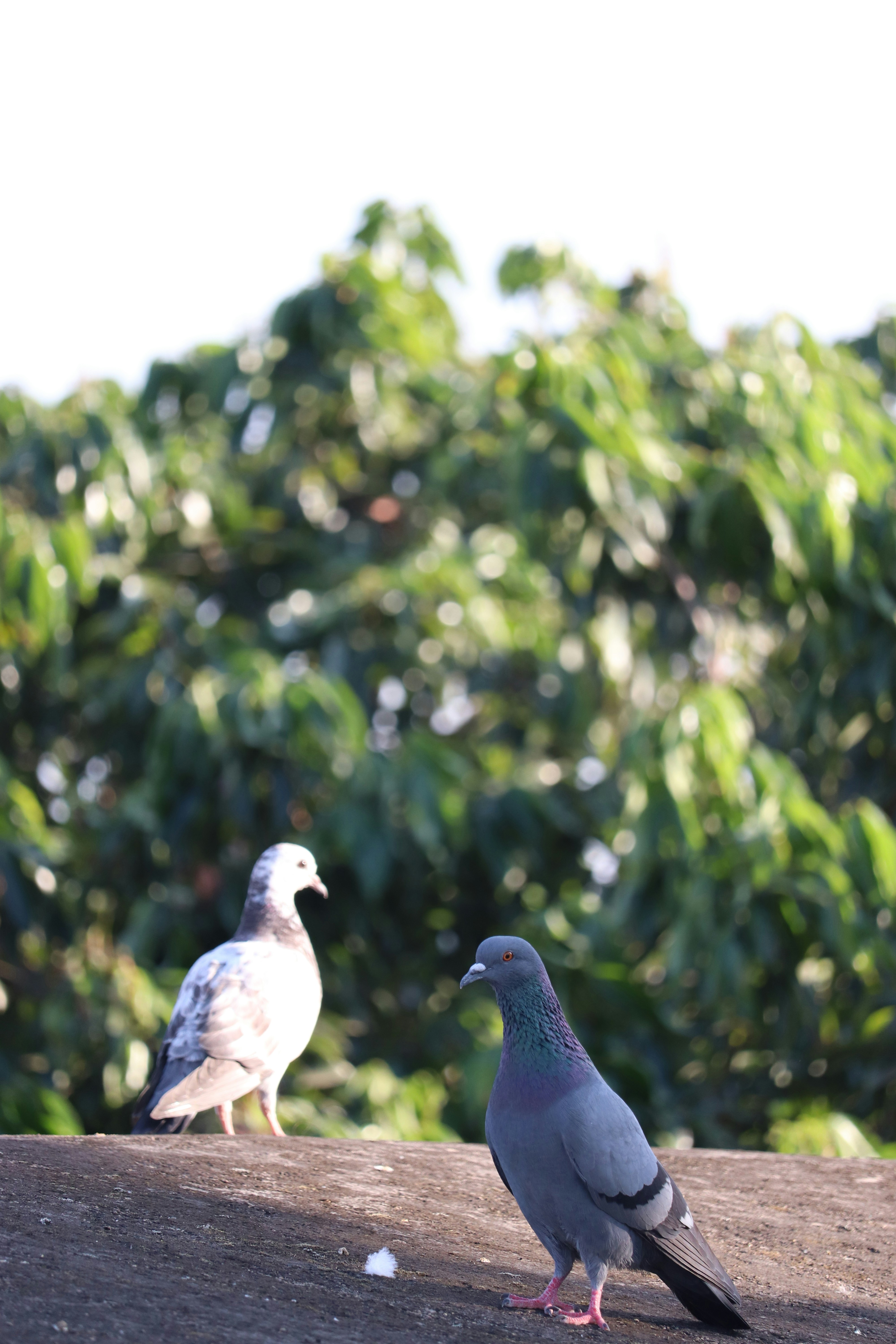 Midday Parley: Two Pigeons on a Quiet Rooftop Perch