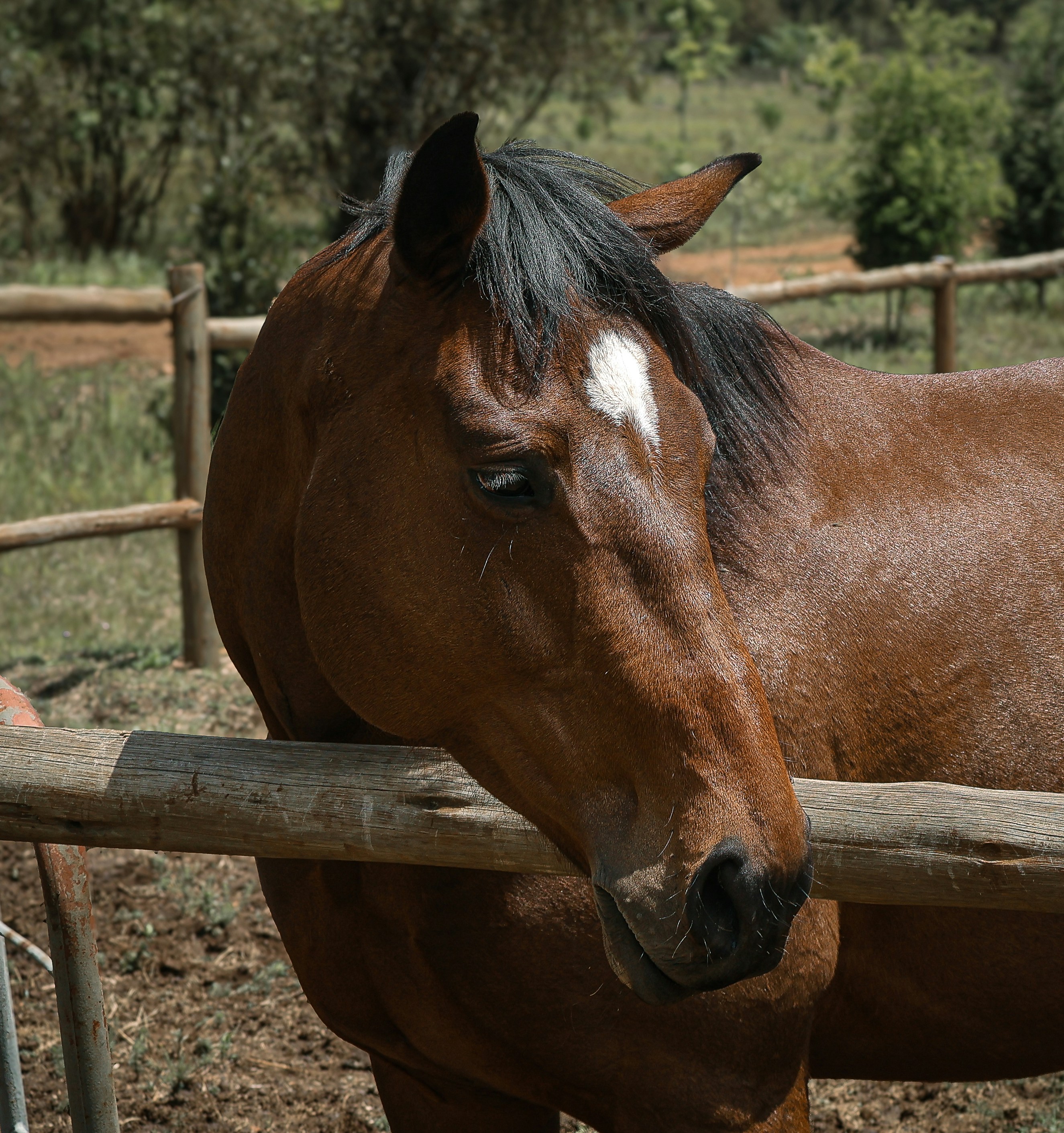 Sunlit Close-Up: Chestnut Horse Overlooking Weathered Rails