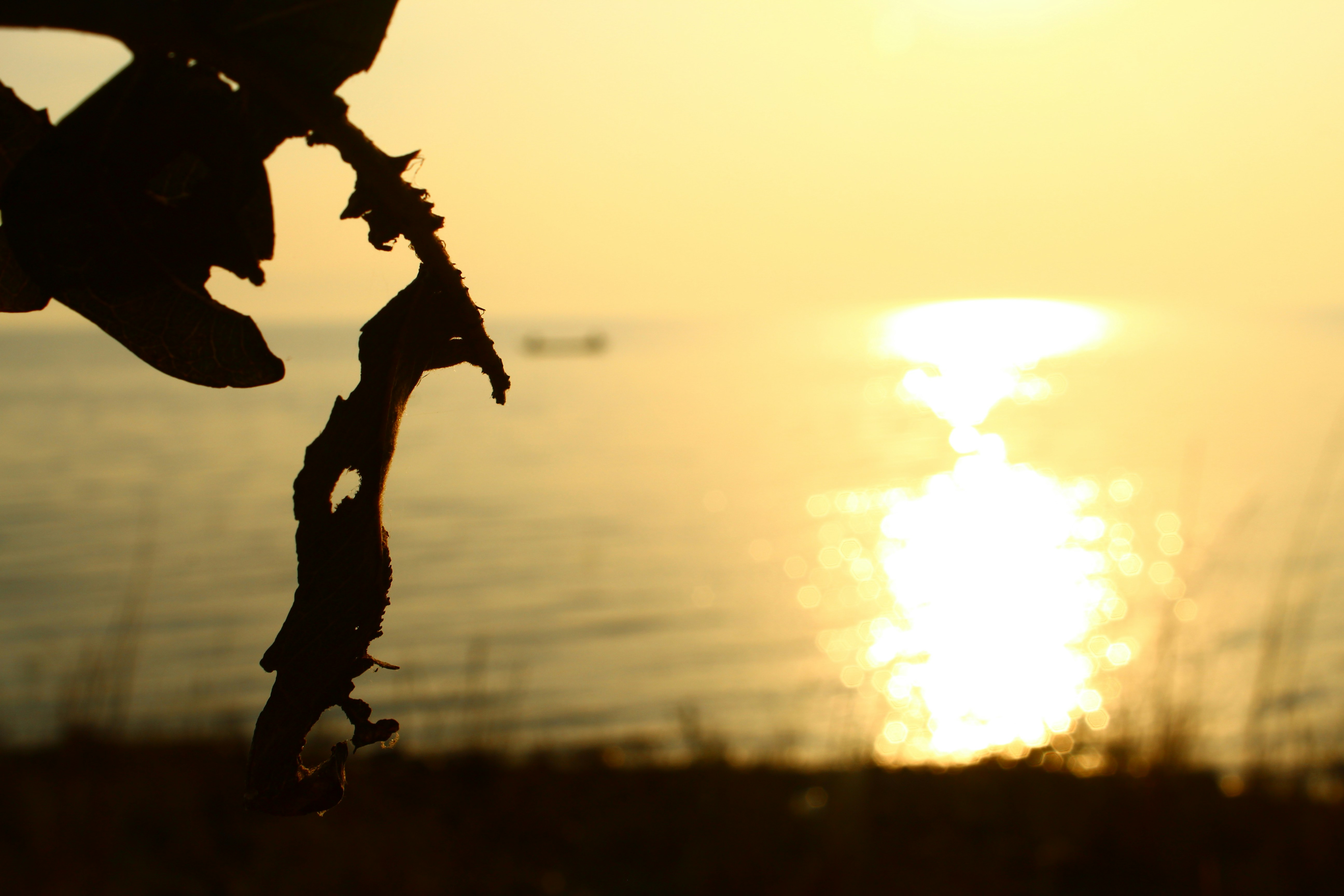 Golden Horizon Silhouette: Gnarled Branch Framing Dusk Over a Quiet Sea