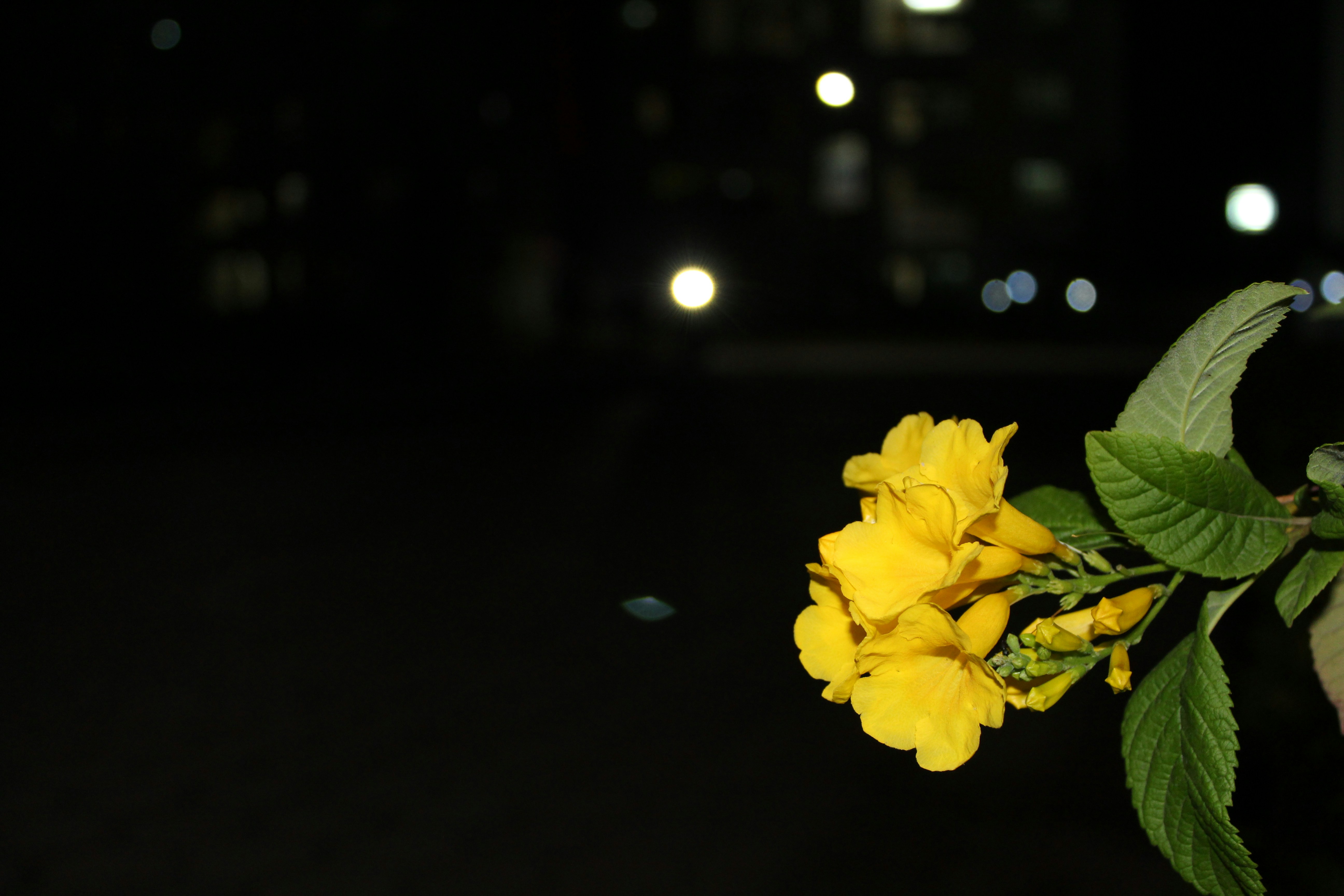 Lone Yellow Hibiscus Piercing City Night Lights