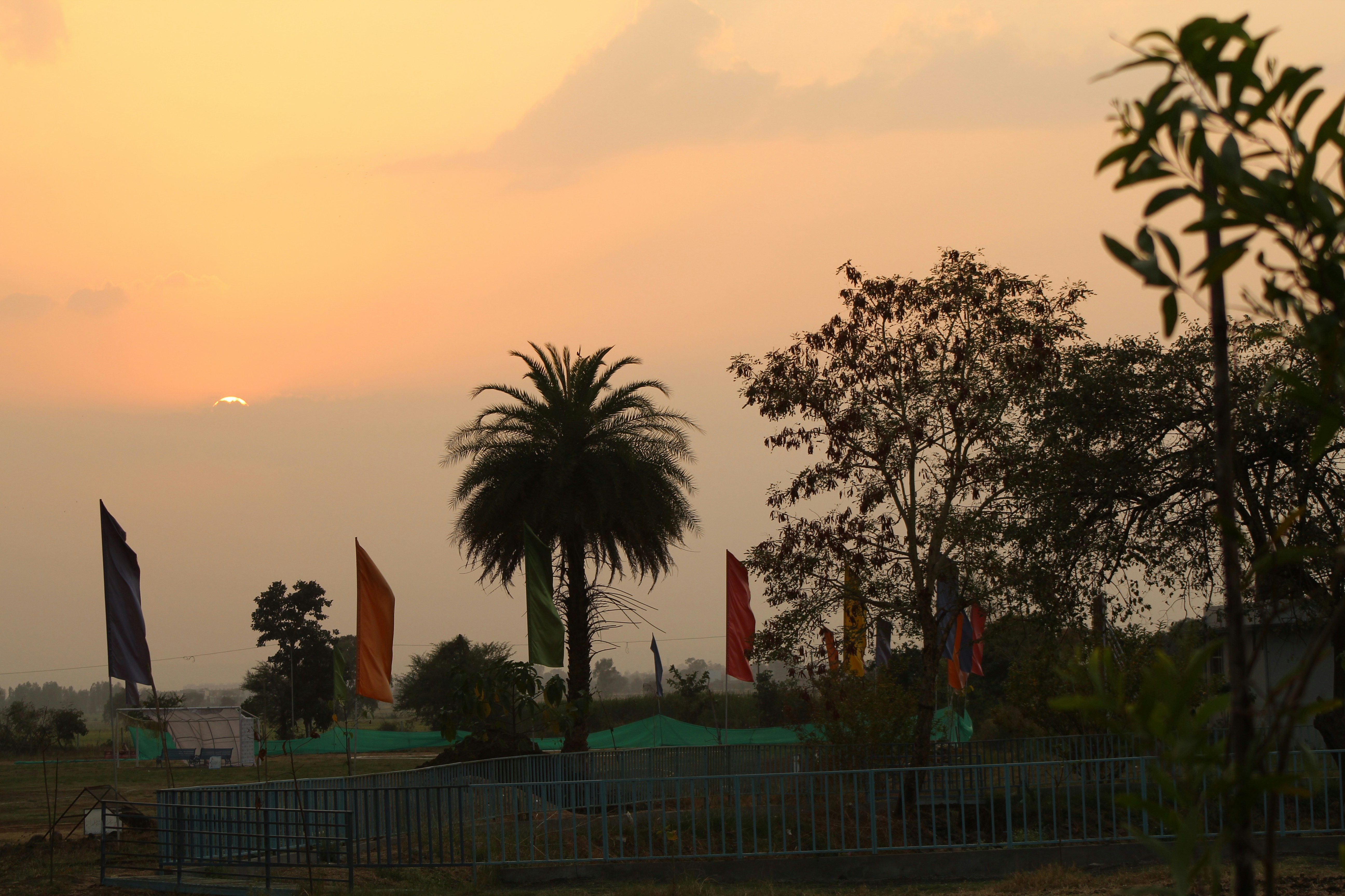 Dusk Palm Over Bannered Fence: Quiet Sunset in a Park