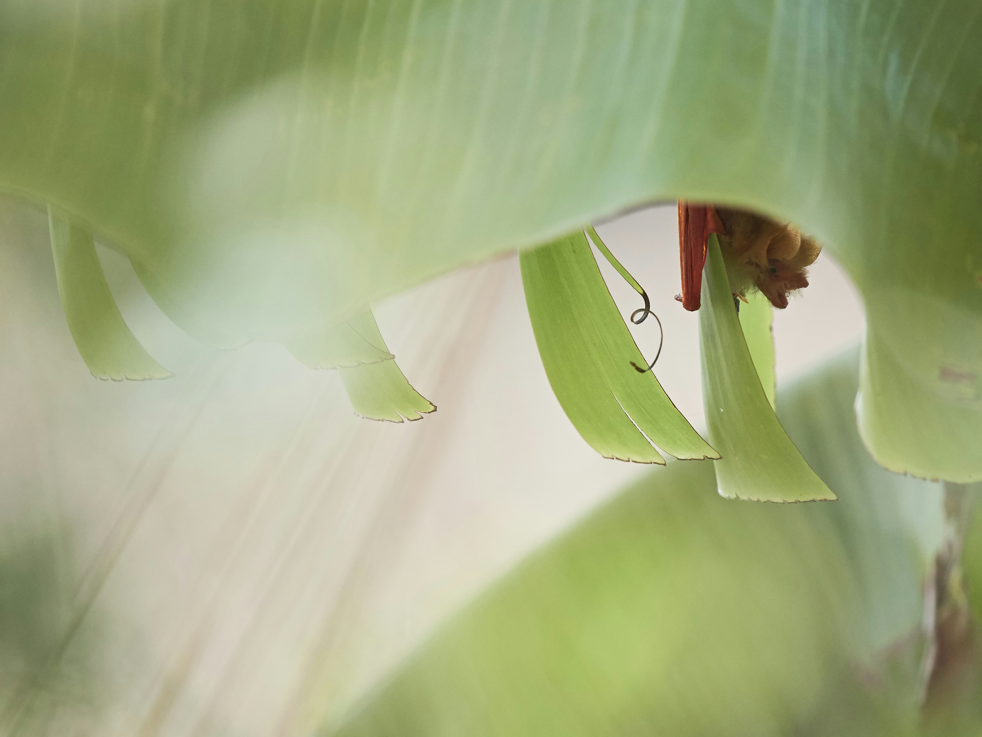 Painted bat (Kerivoula picta) roosting in banana leaves in Thailand