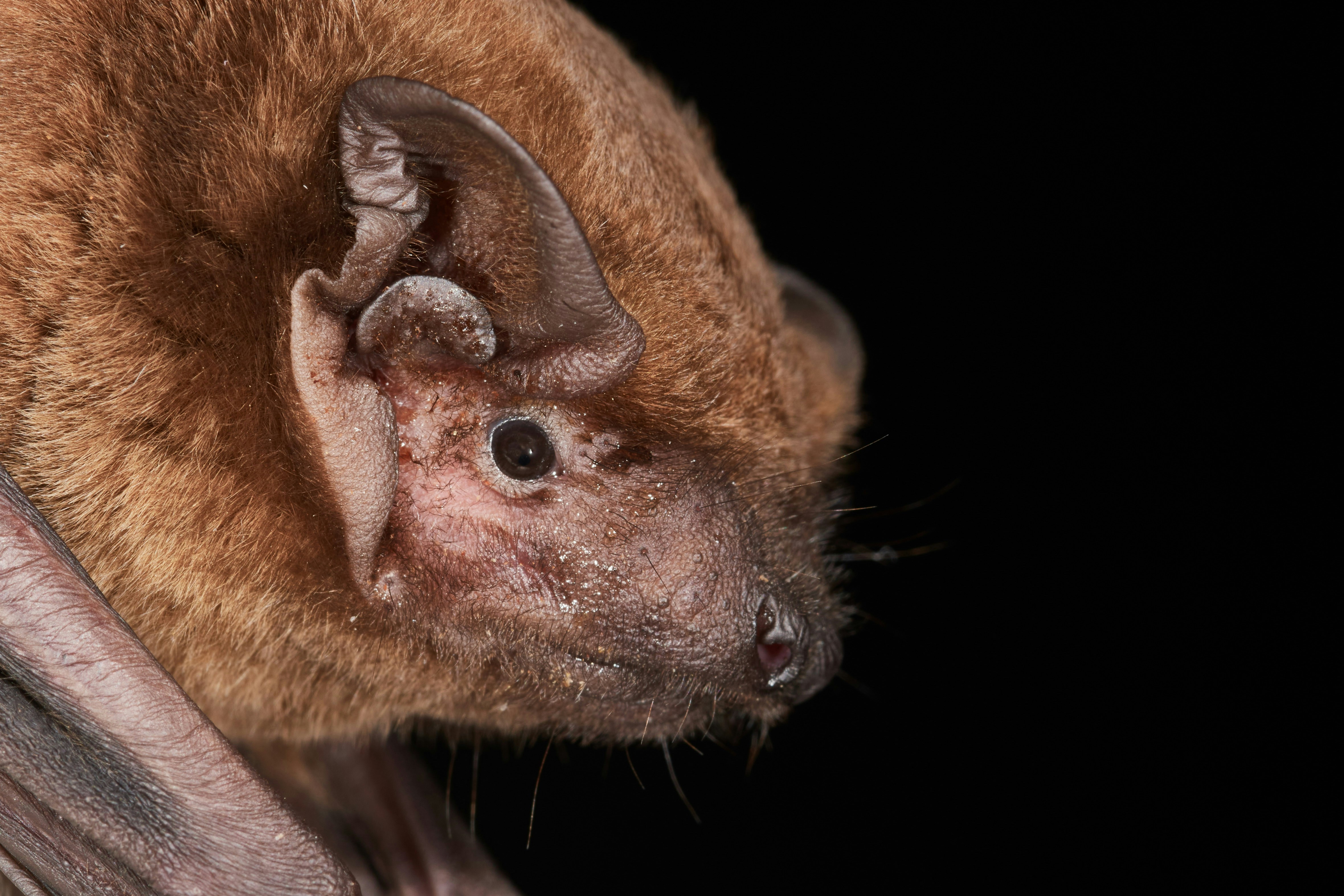 #139: Can Bats Help Fine-Tune Earth System Diagnostics for Rapid ...