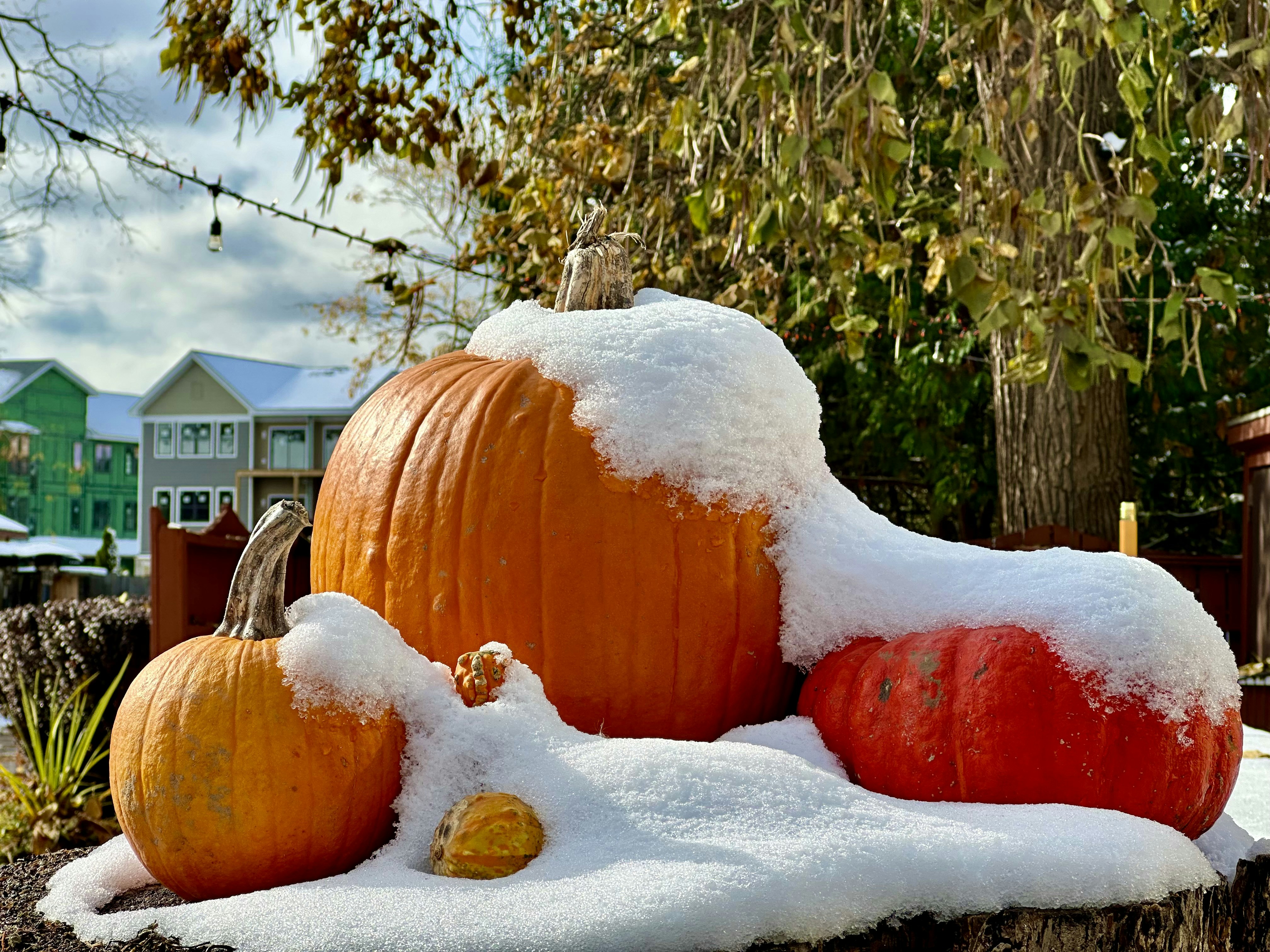A pile of pumpkins sitting on top of a pile of snow photo – Free ...